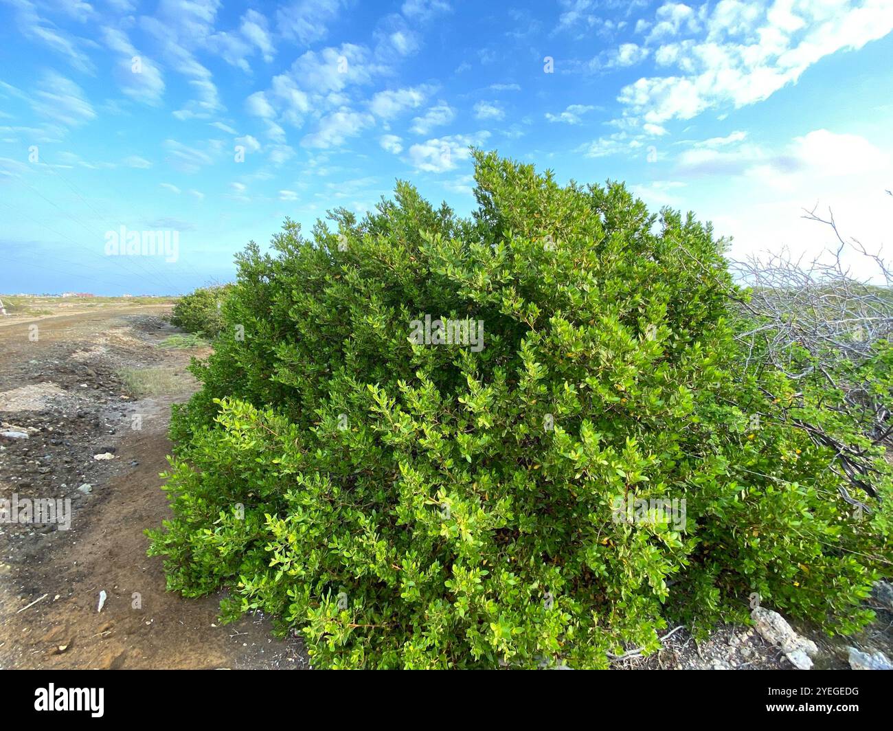 Green Buttonwood (Conocarpus erectus Stock Photo - Alamy