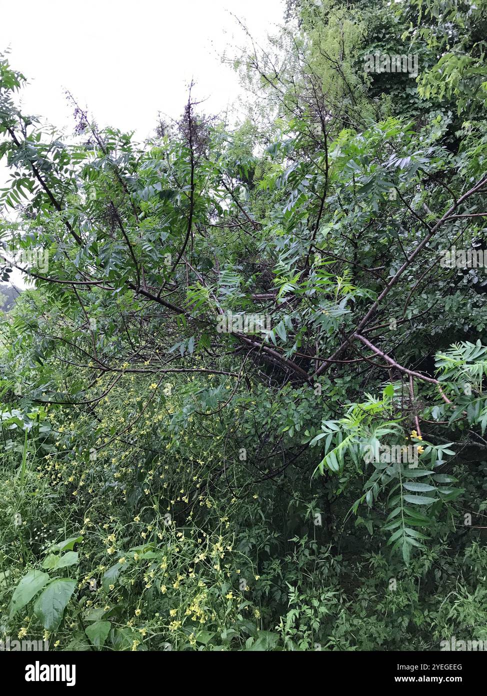 Prairie flameleaf sumac (Rhus lanceolata Stock Photo - Alamy