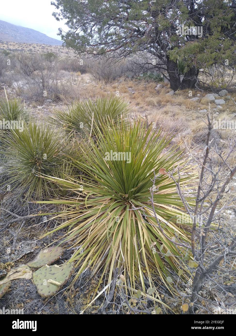 Leiophyllum hi-res stock photography and images - Alamy