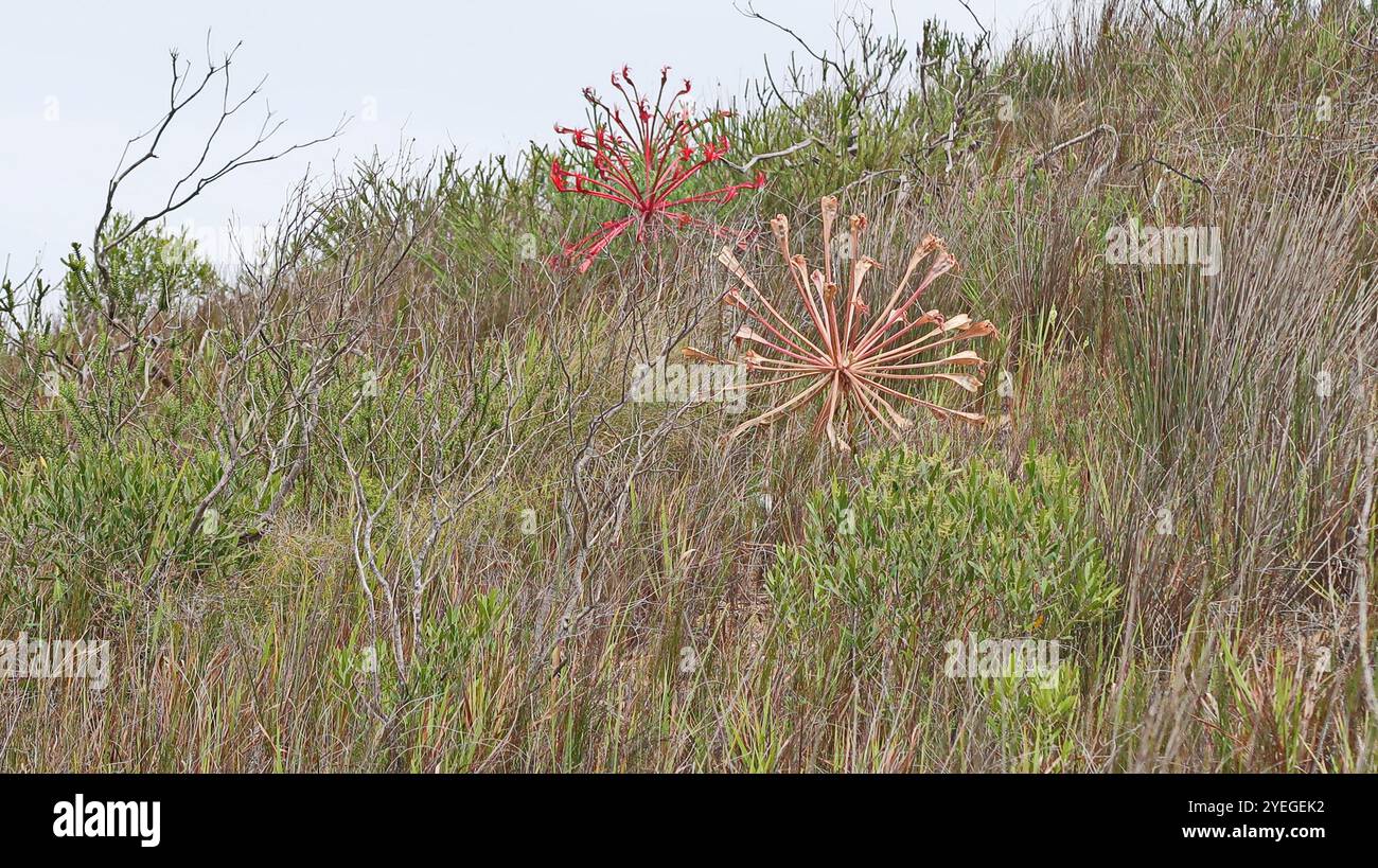 Brunsvigia orientalis hi-res stock photography and images - Alamy