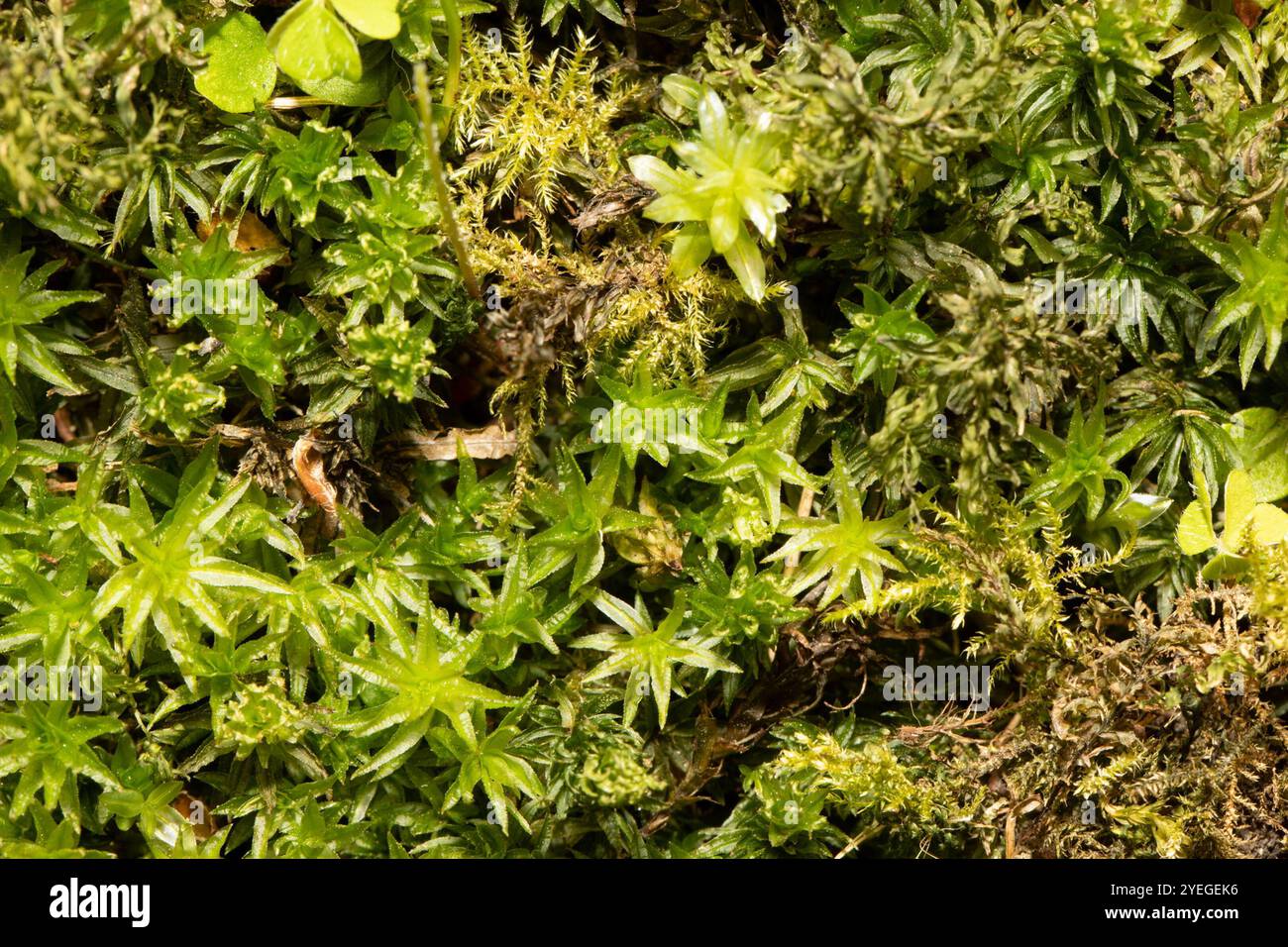 Catherines moss atrichum undulatum hi-res stock photography and images ...