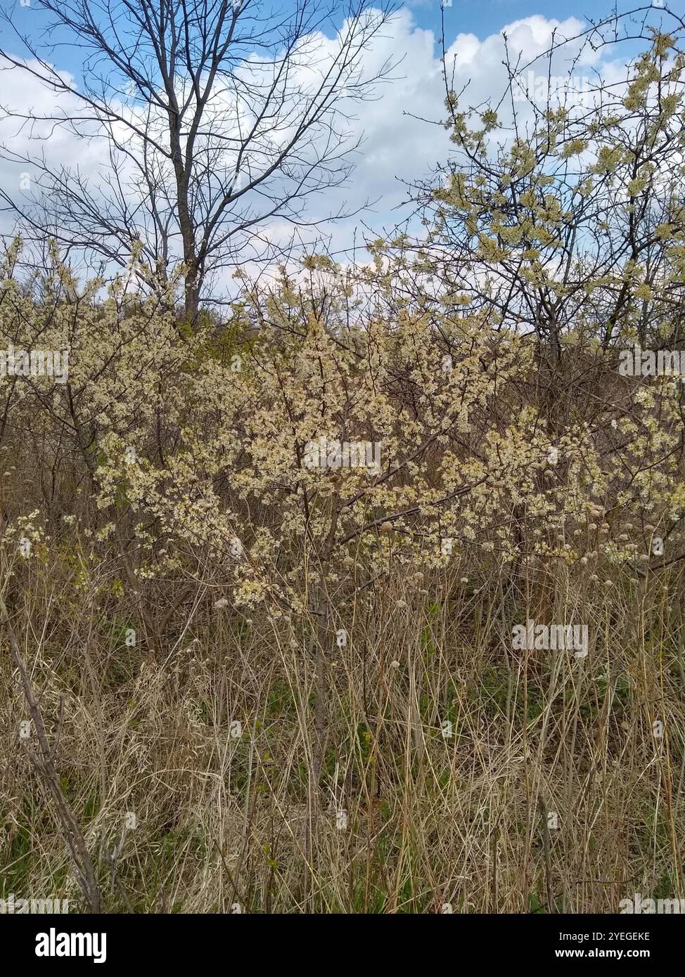 American plum (Prunus americana Stock Photo - Alamy