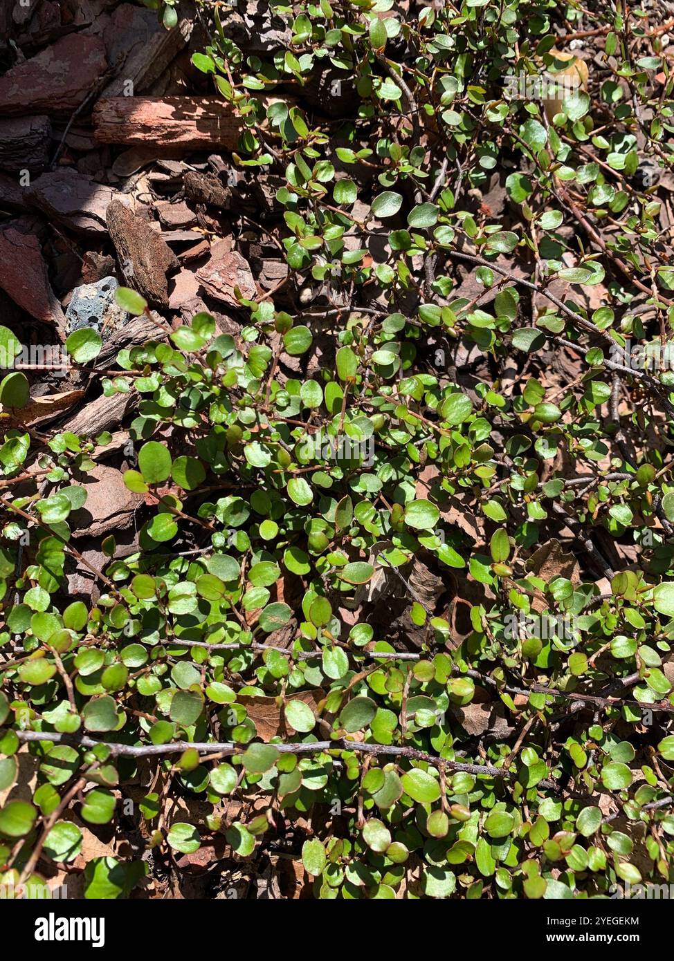 Creeping Wire Vine (Muehlenbeckia axillaris Stock Photo - Alamy