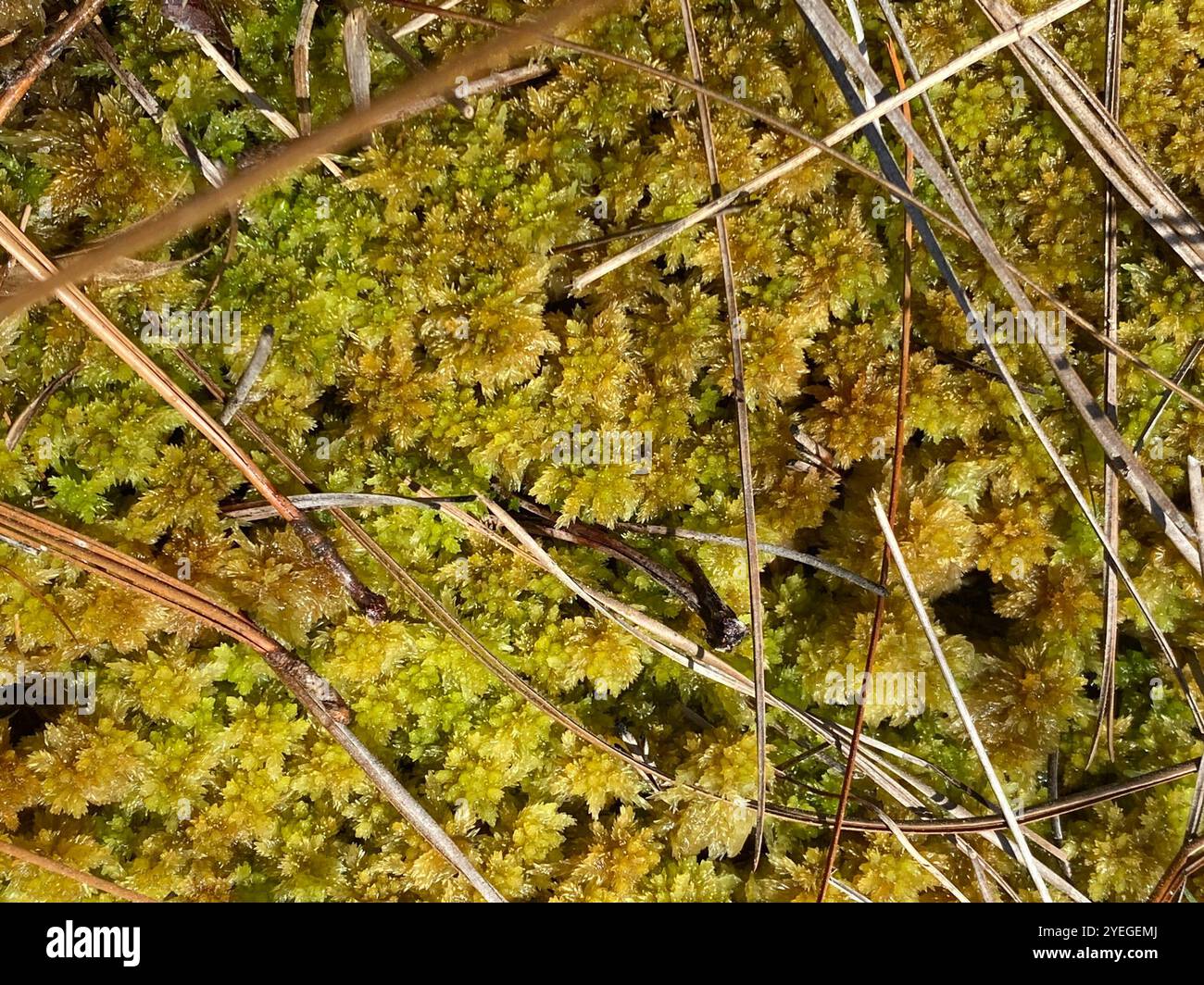 Low Peatmoss (Sphagnum compactum Stock Photo - Alamy