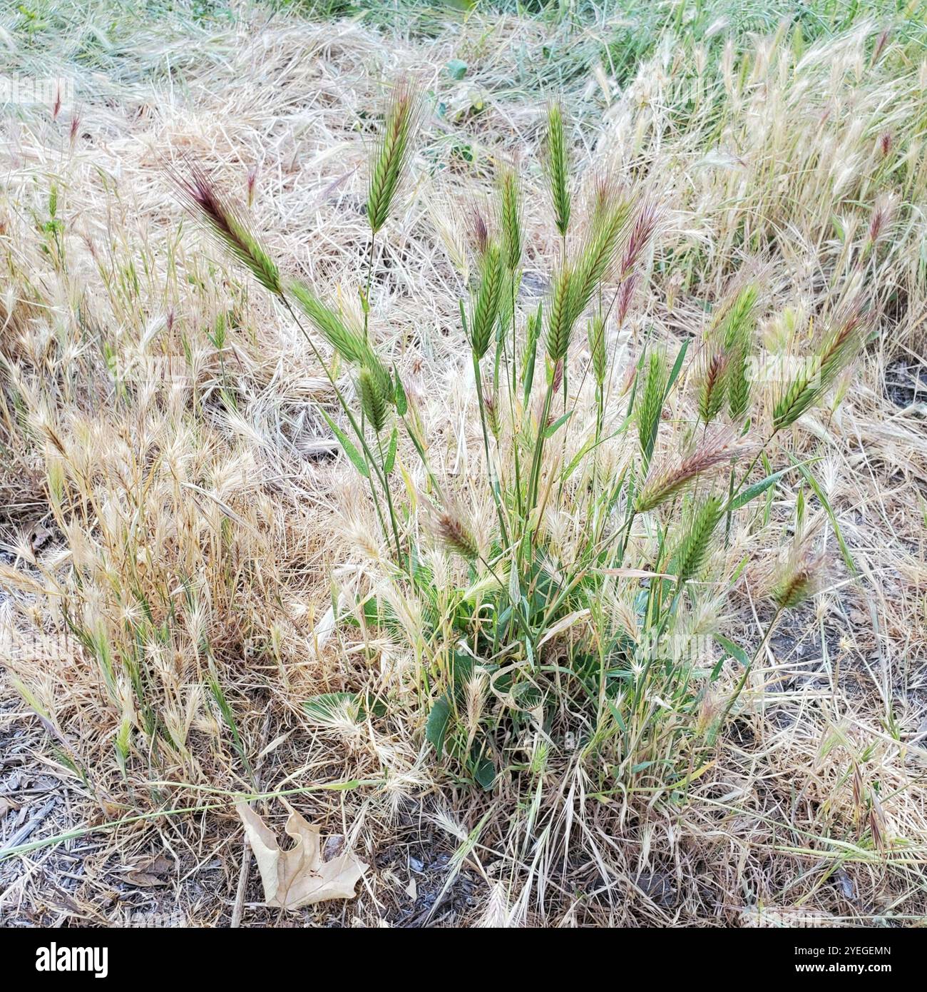 wall barley (Hordeum murinum Stock Photo - Alamy