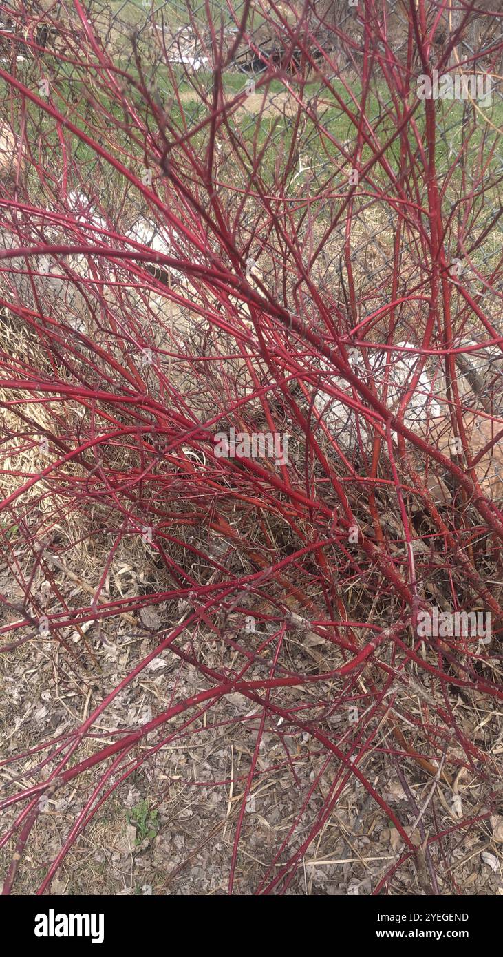 red osier dogwood (Cornus sericea Stock Photo - Alamy