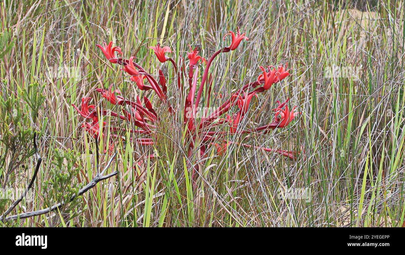 Brunsvigia orientalis hi-res stock photography and images - Alamy