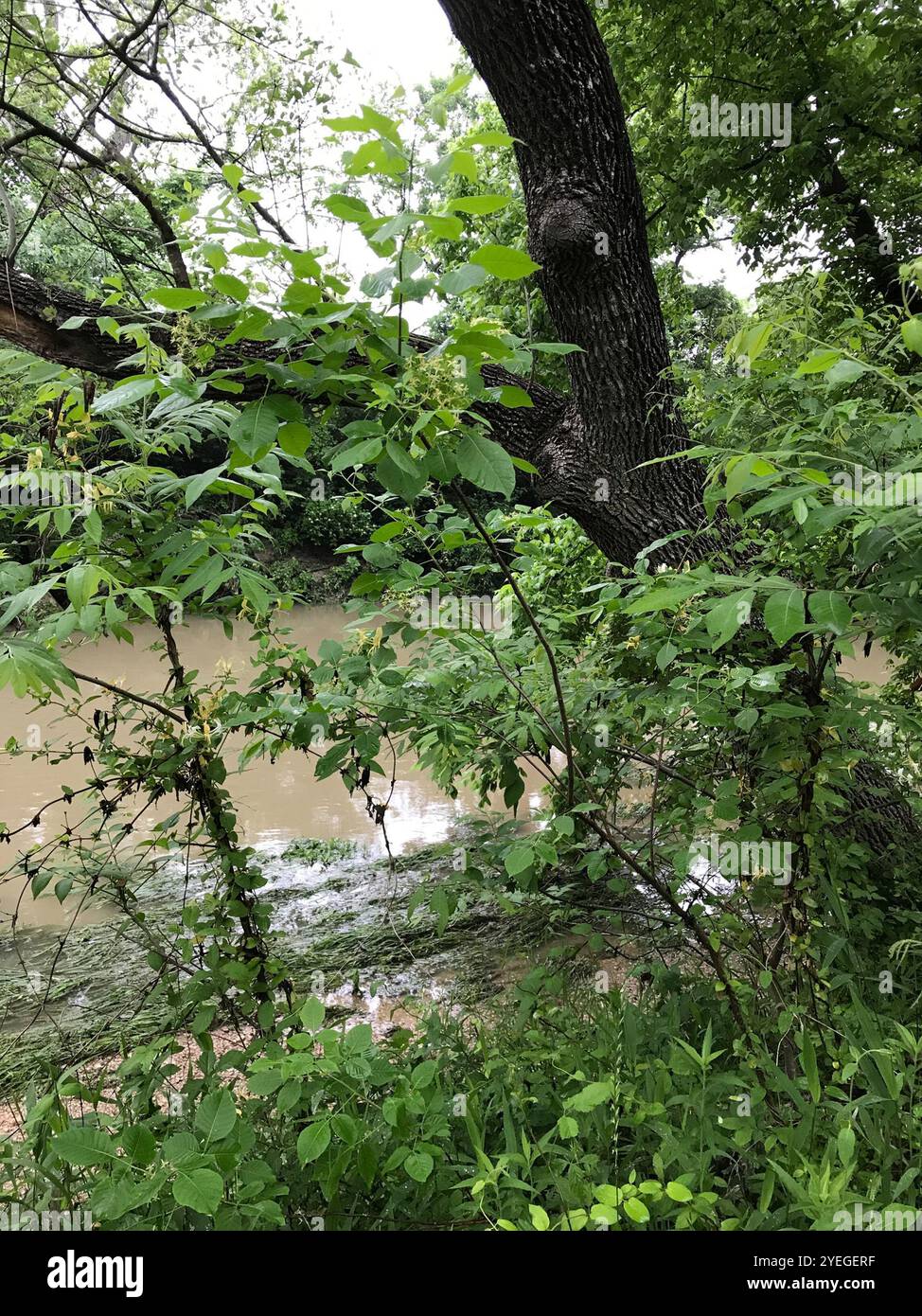 common hoptree (Ptelea trifoliata Stock Photo - Alamy