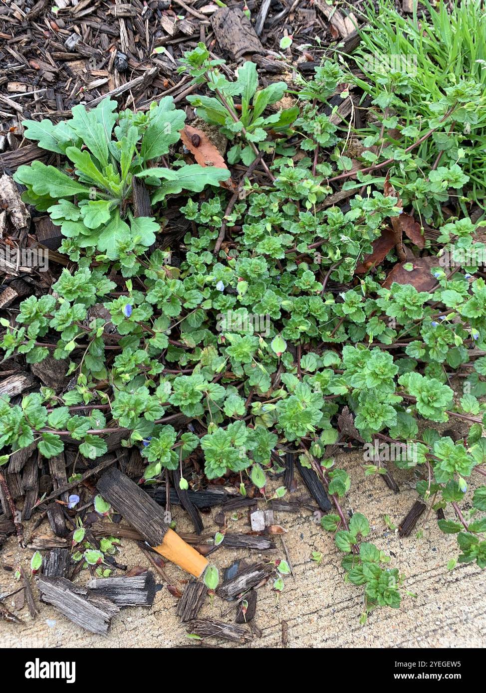 bird's-eye speedwell (Veronica persica Stock Photo - Alamy