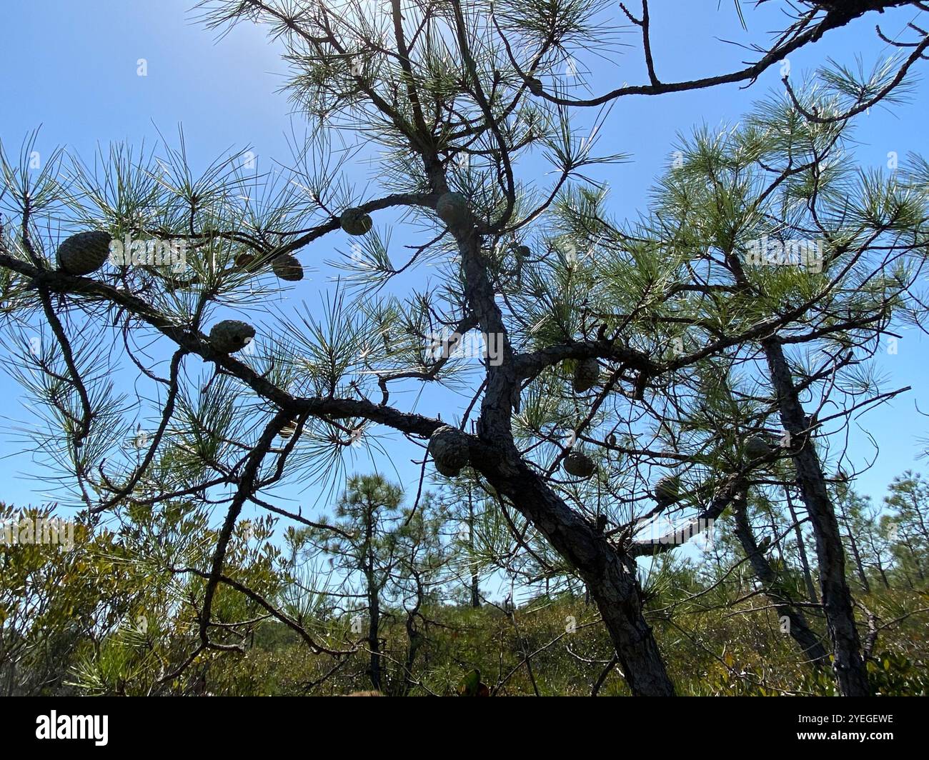 pond pine (Pinus serotina Stock Photo - Alamy