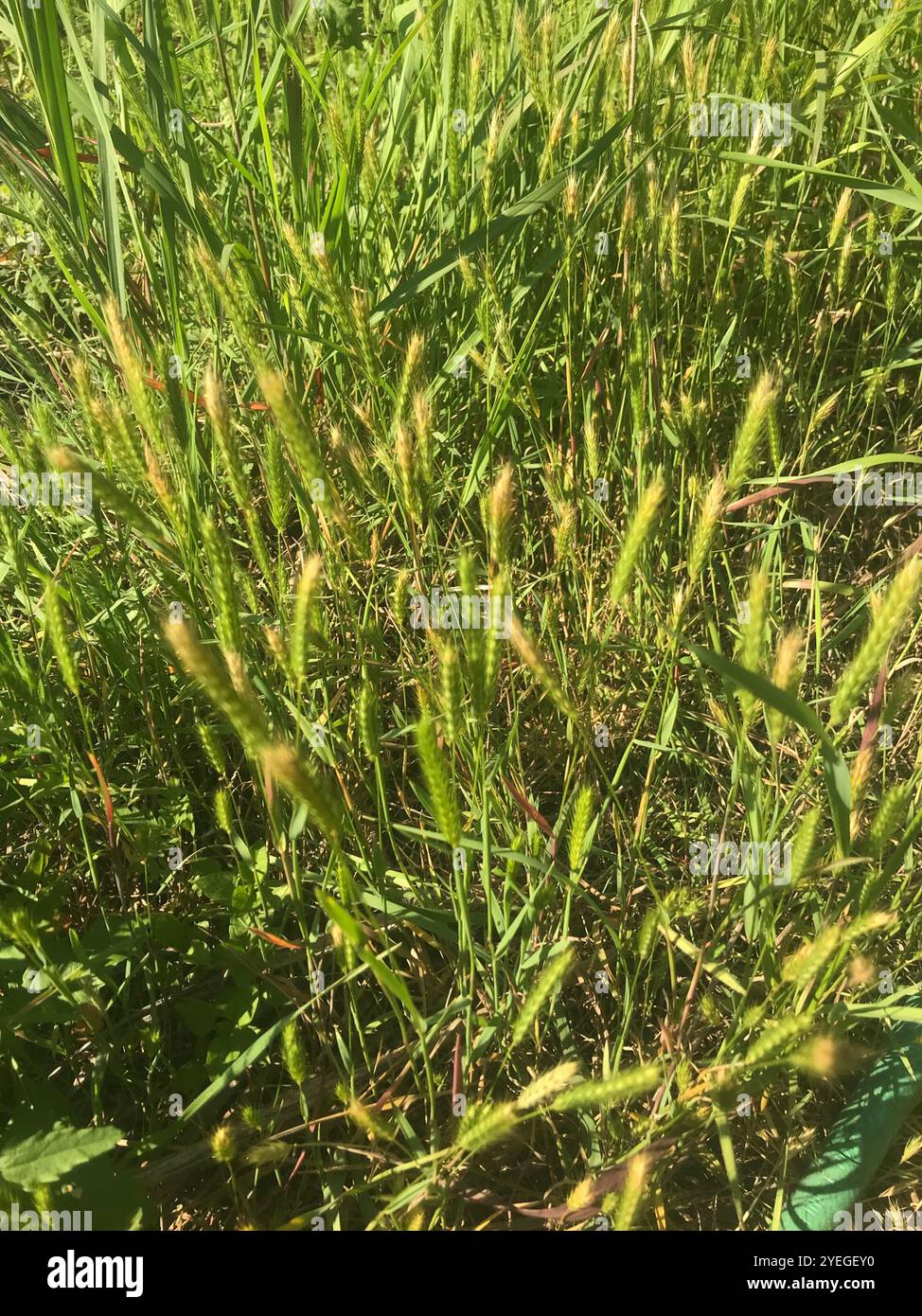 little barley (Hordeum pusillum Stock Photo - Alamy
