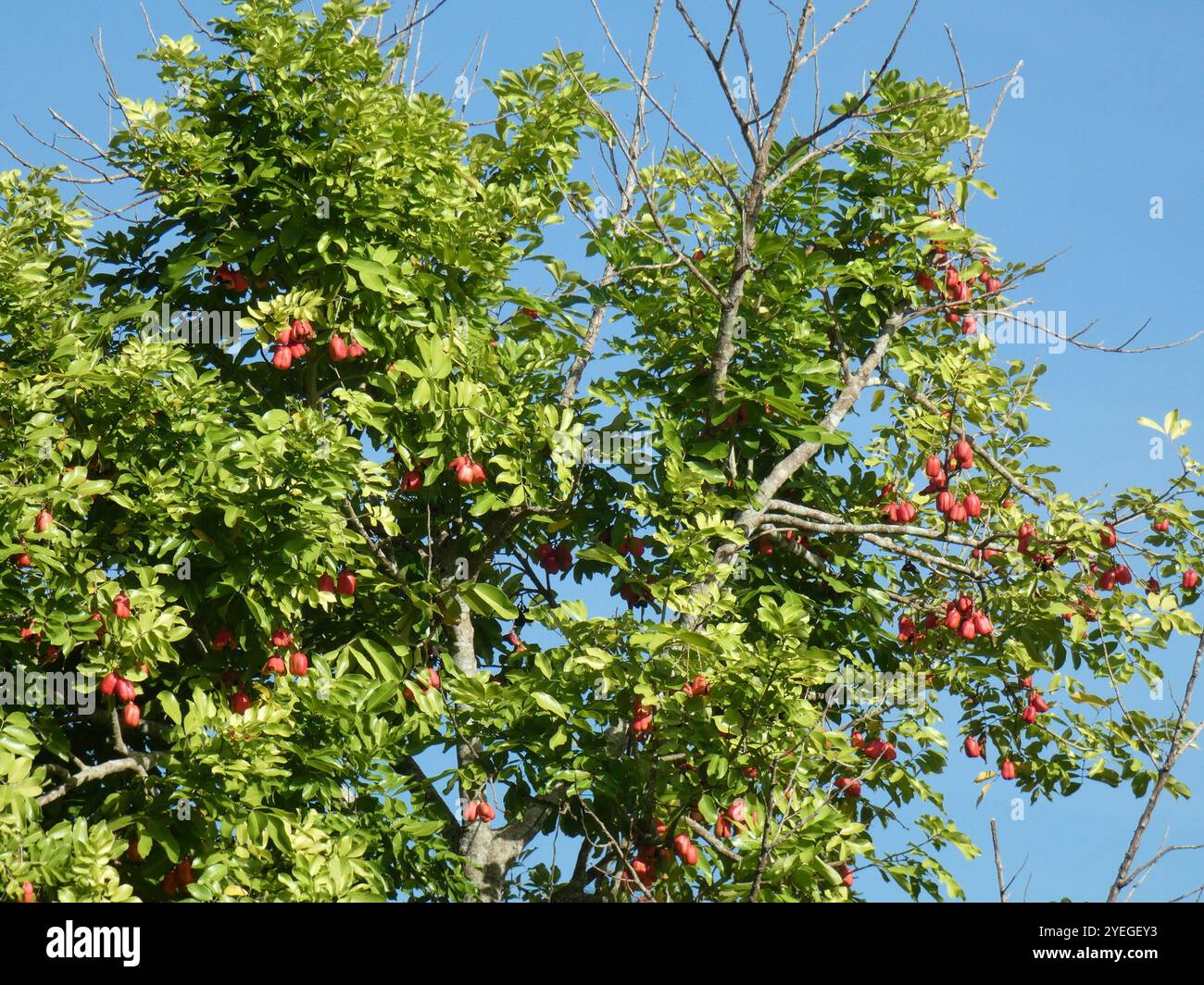 Blighia sapida hi-res stock photography and images - Alamy