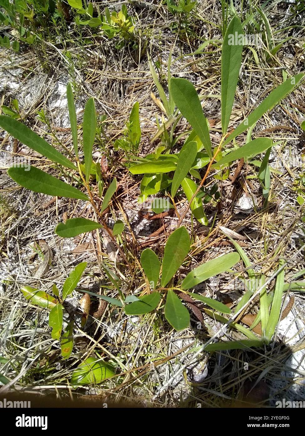 Gopher-berry (Asimina pygmea Stock Photo - Alamy