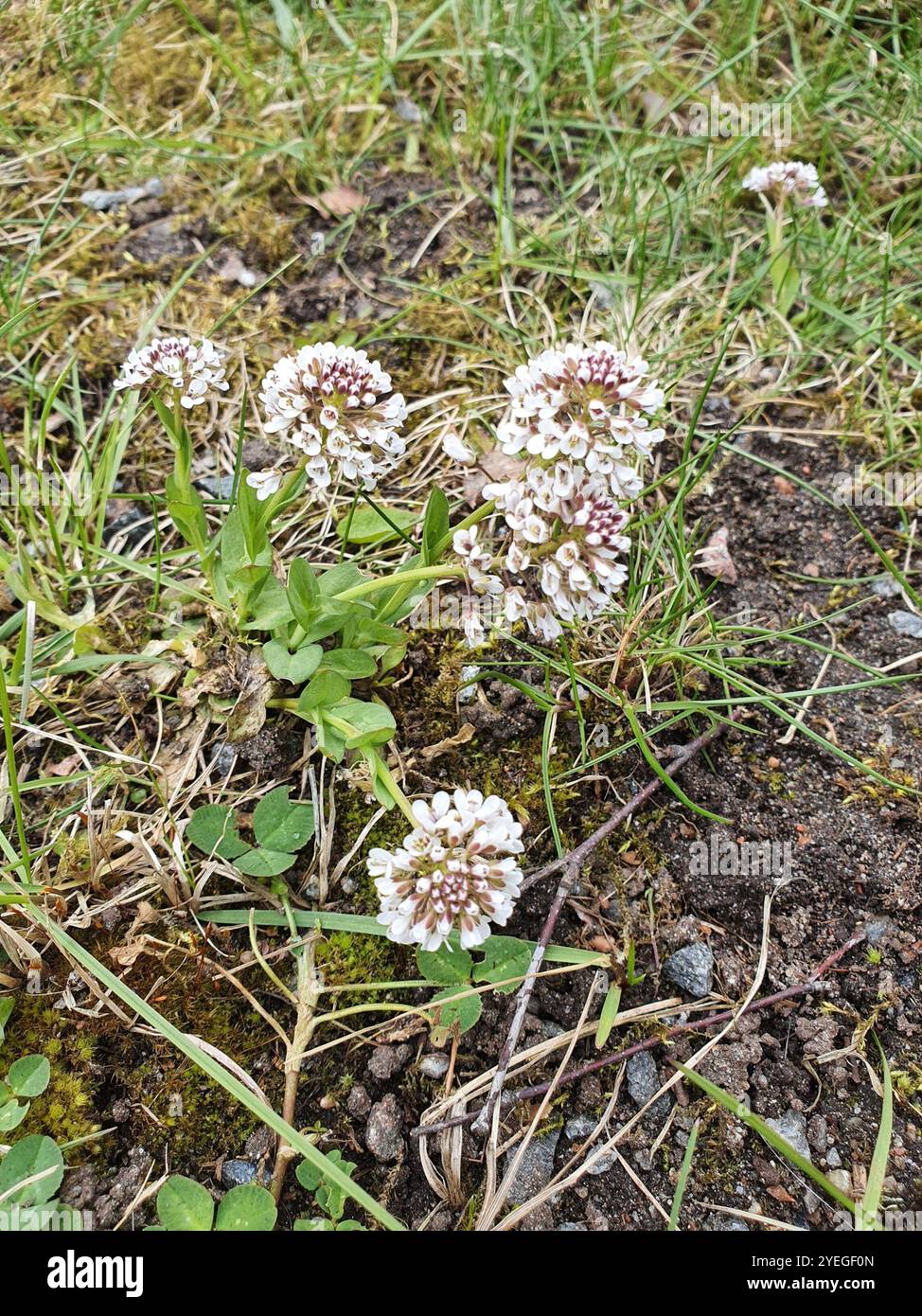 Alpine penny-cress (Noccaea caerulescens Stock Photo - Alamy