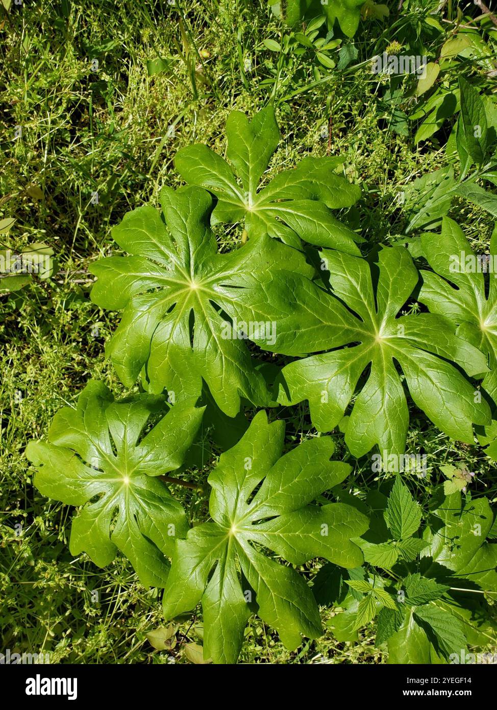 mayapple (Podophyllum peltatum Stock Photo - Alamy