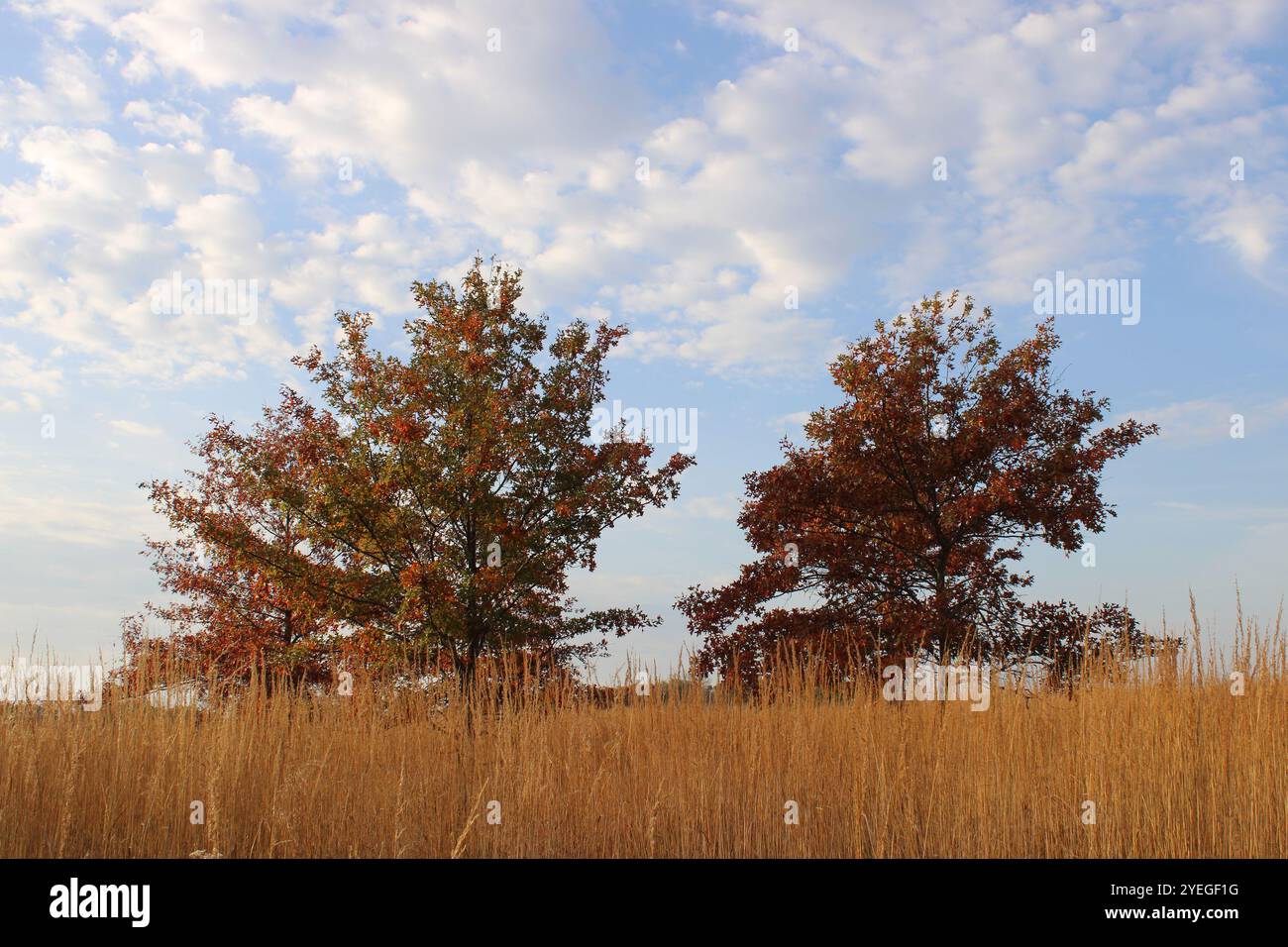 Pin oak trees in autumn with fall colors in a field with brown grass at ...