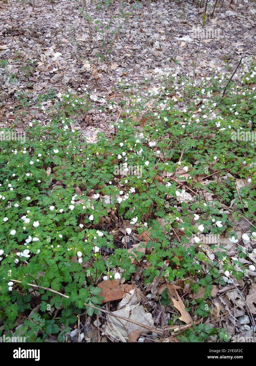 false rue anemone (Enemion biternatum Stock Photo - Alamy