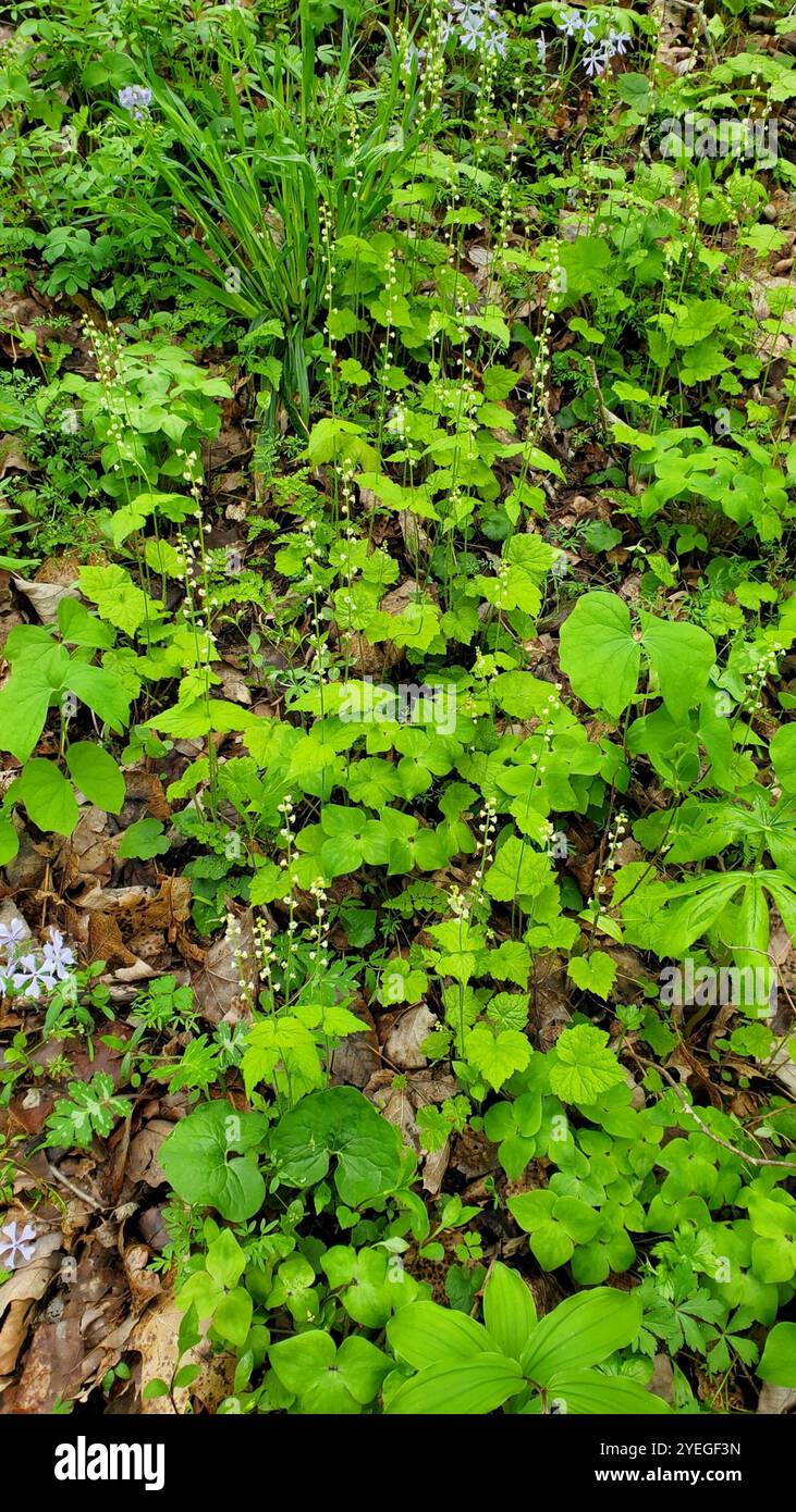 twoleaf miterwort (Mitella diphylla Stock Photo - Alamy