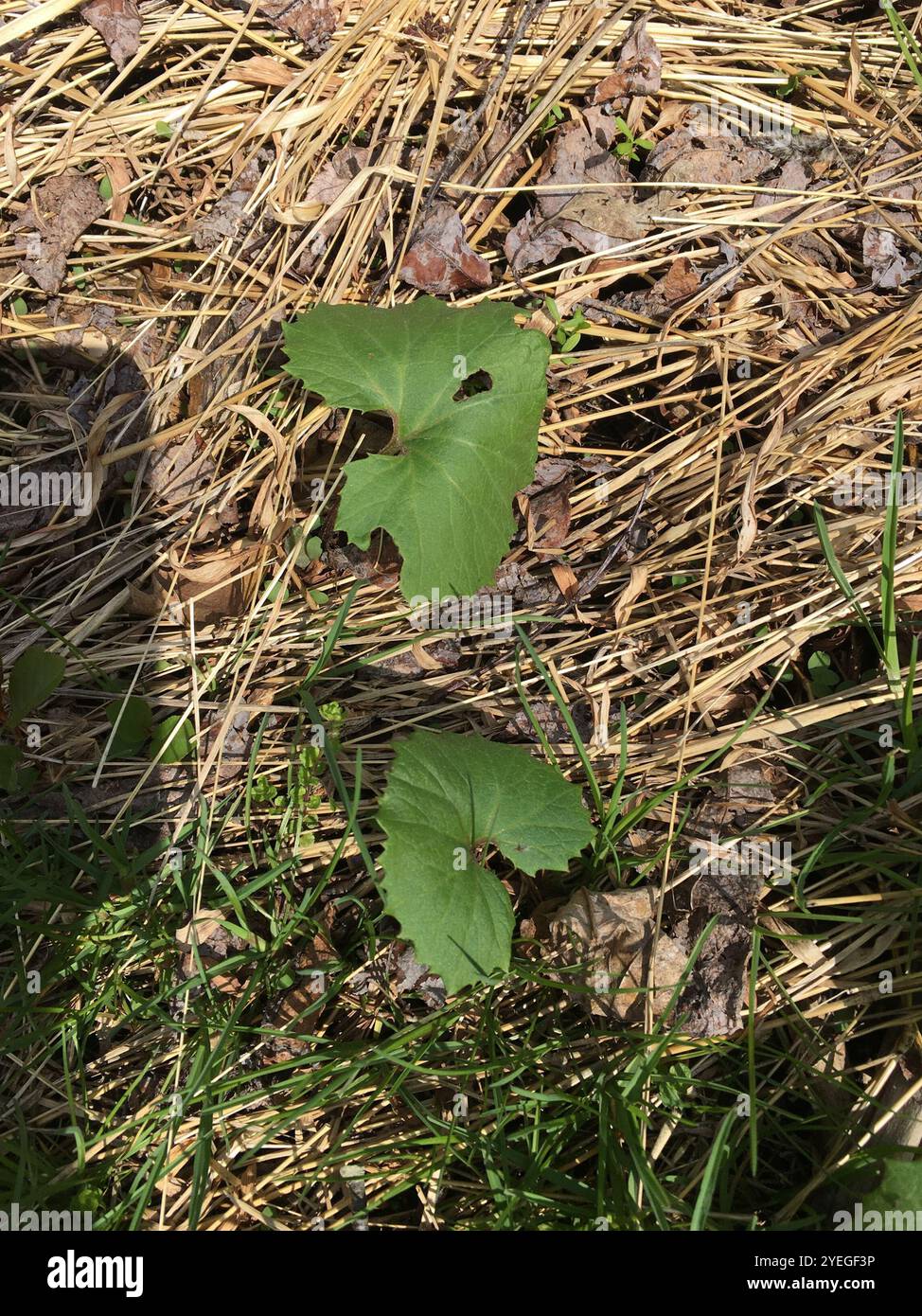 Giant Butterbur (Petasites japonicus Stock Photo - Alamy
