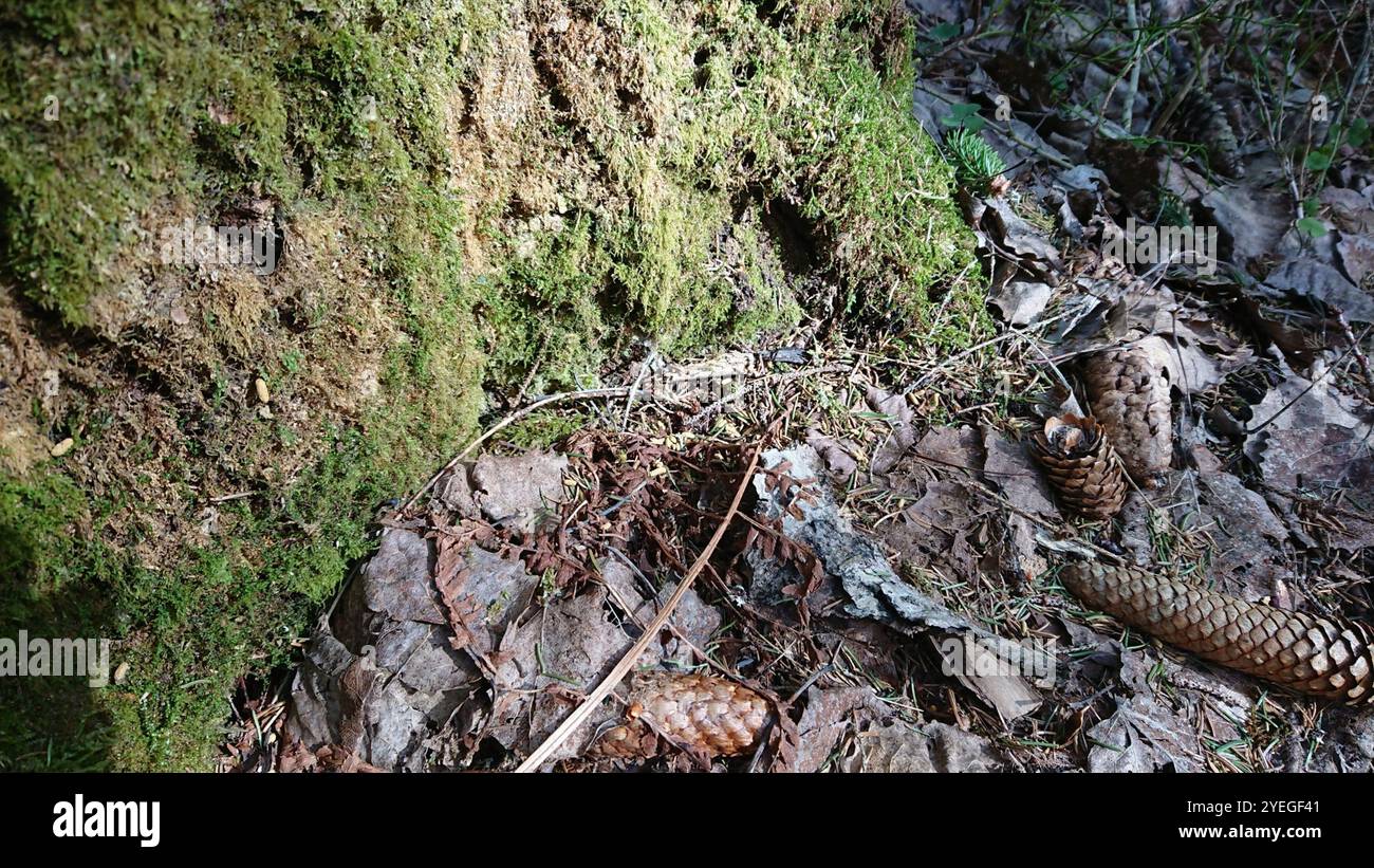 Siberian Flying Squirrel (Pteromys volans Stock Photo - Alamy