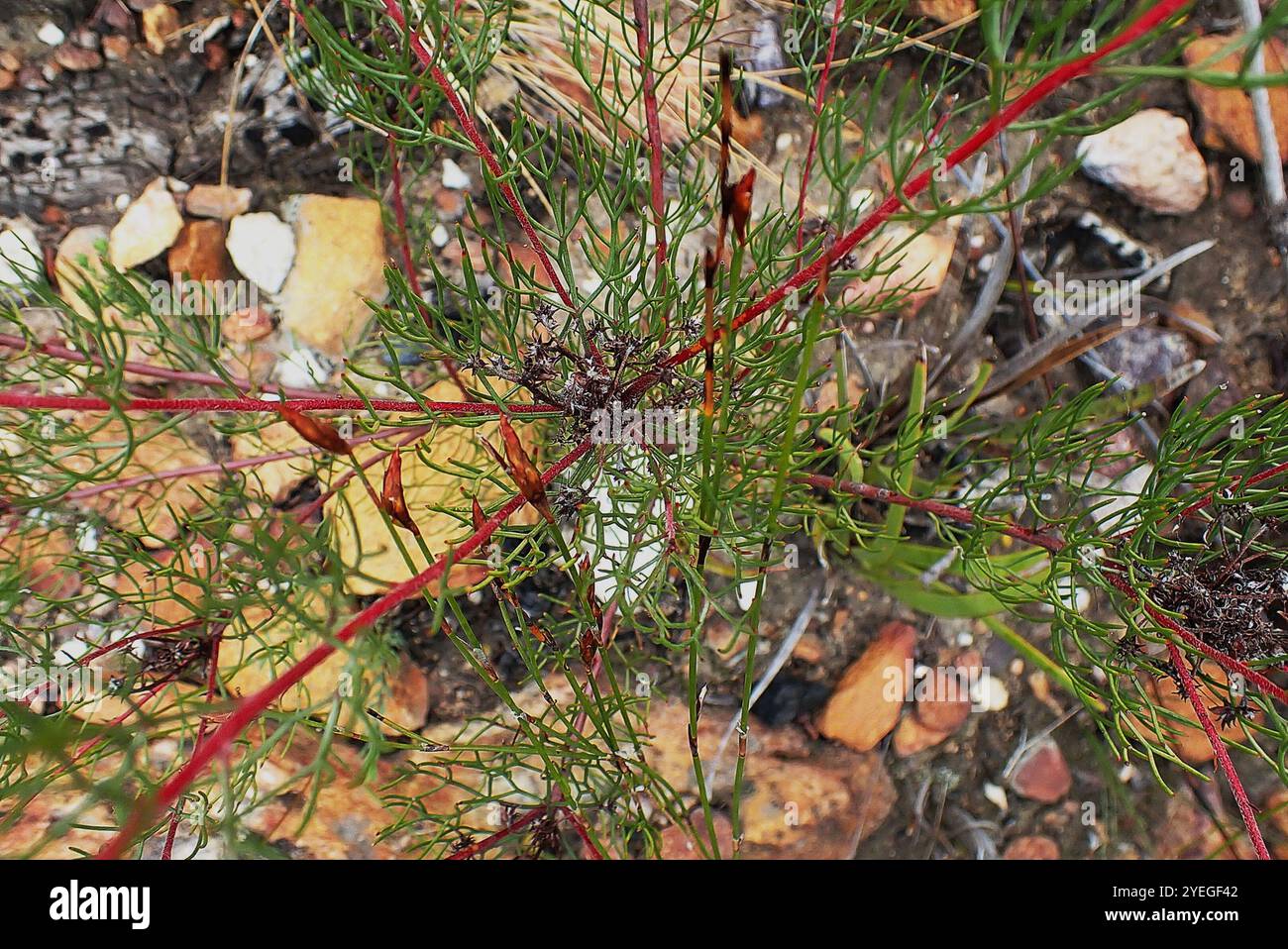 Common Pin Spiderhead (Serruria fasciflora Stock Photo - Alamy