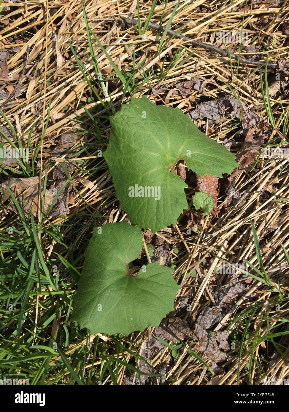 Giant Butterbur (Petasites japonicus Stock Photo - Alamy