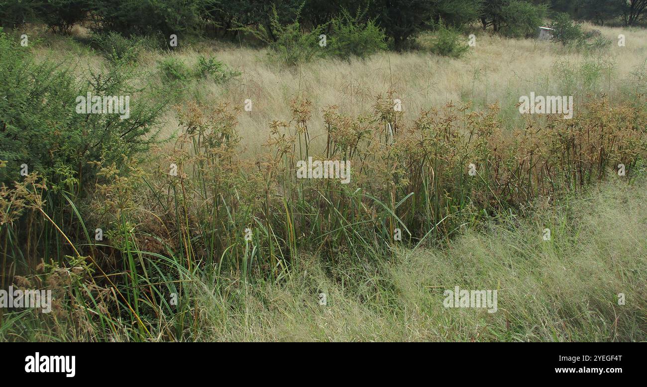 Cyperus dives hi-res stock photography and images - Alamy