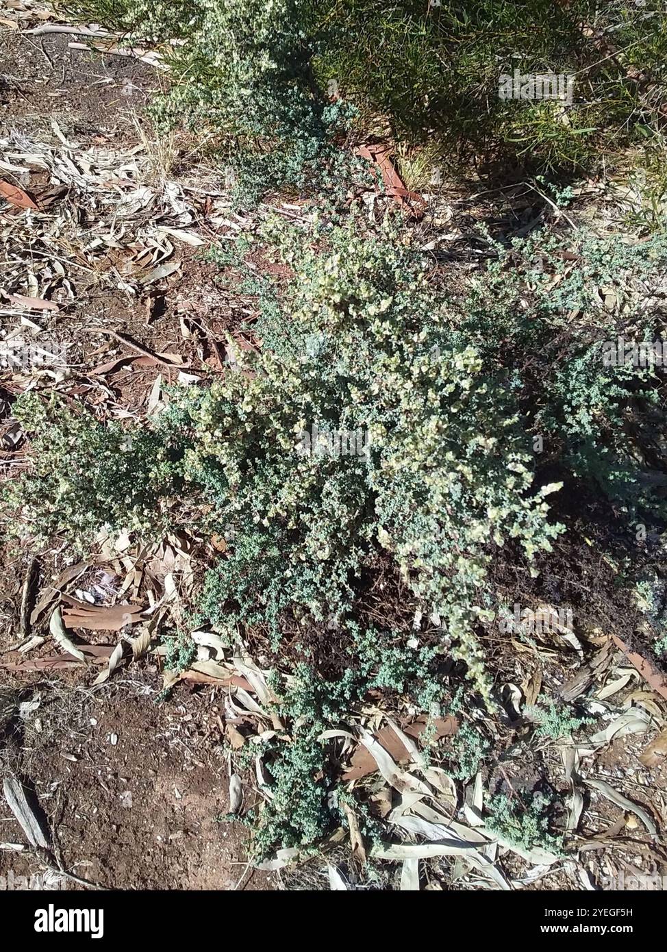 Short-leaf Bluebush (Maireana brevifolia Stock Photo - Alamy