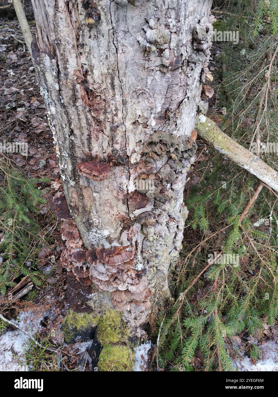 Alder Bracket (Mensularia radiata Stock Photo - Alamy