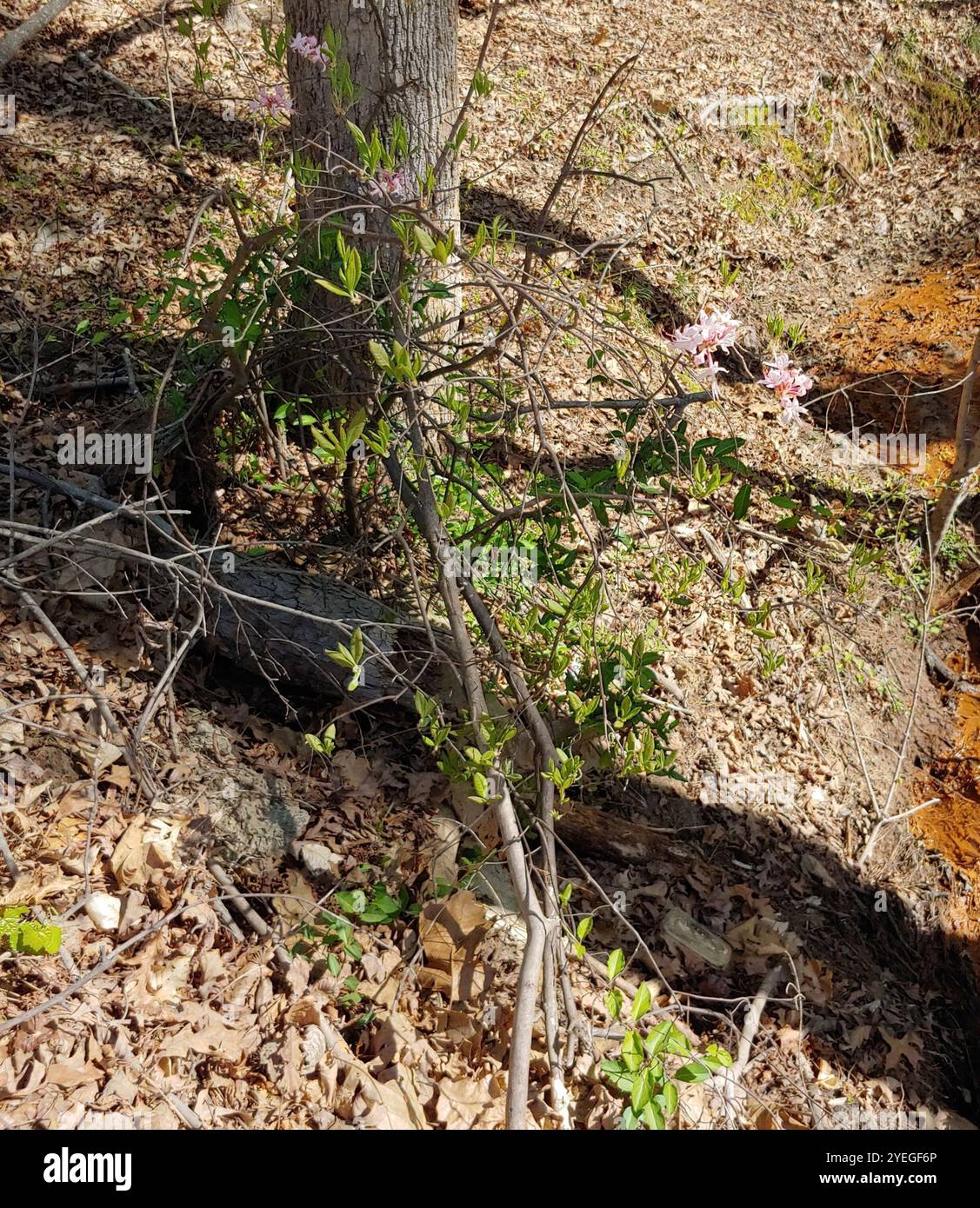 Mountain Azalea (Rhododendron canescens Stock Photo - Alamy