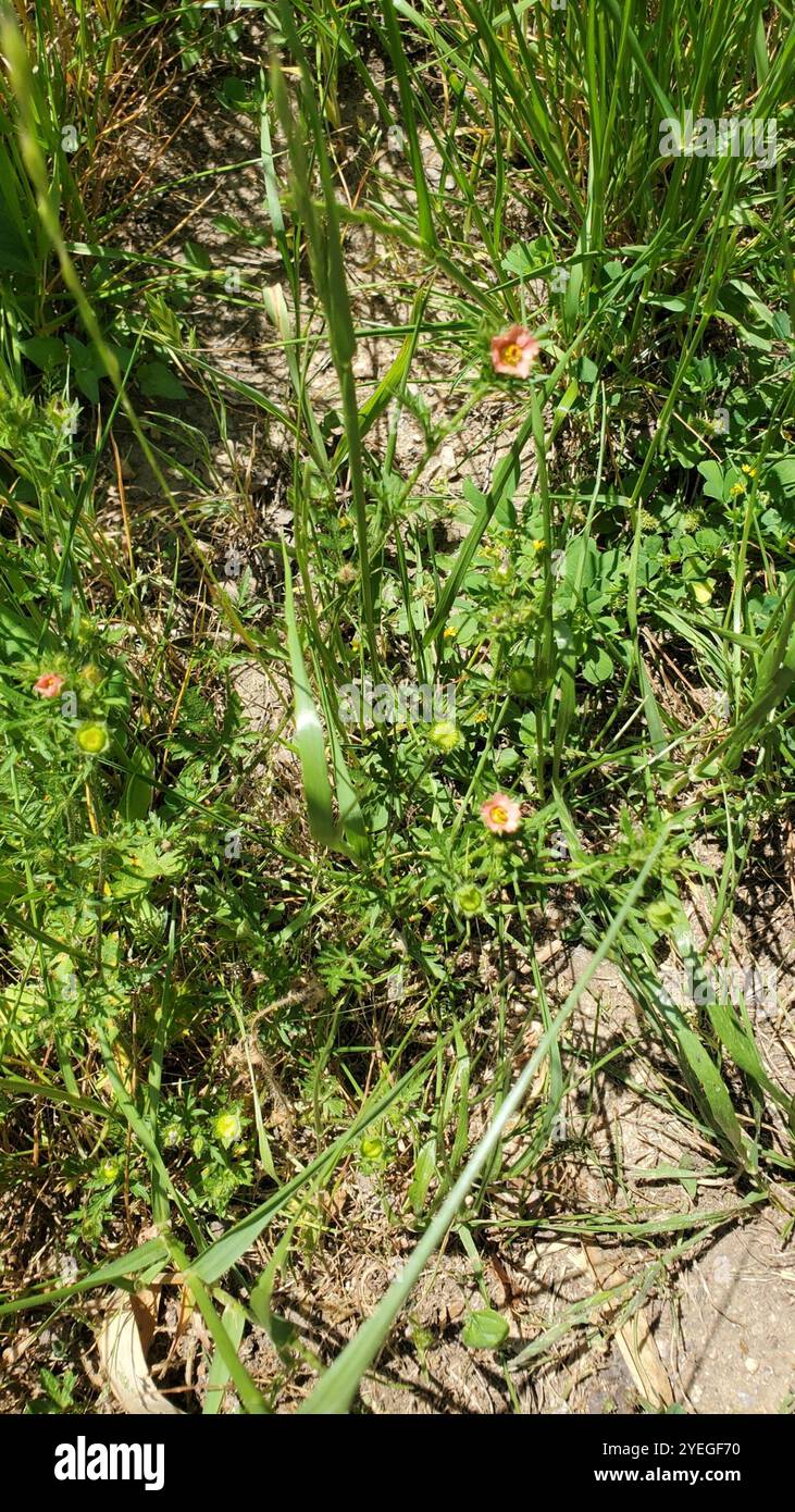 Carolina Bristlemallow (Modiola caroliniana Stock Photo - Alamy
