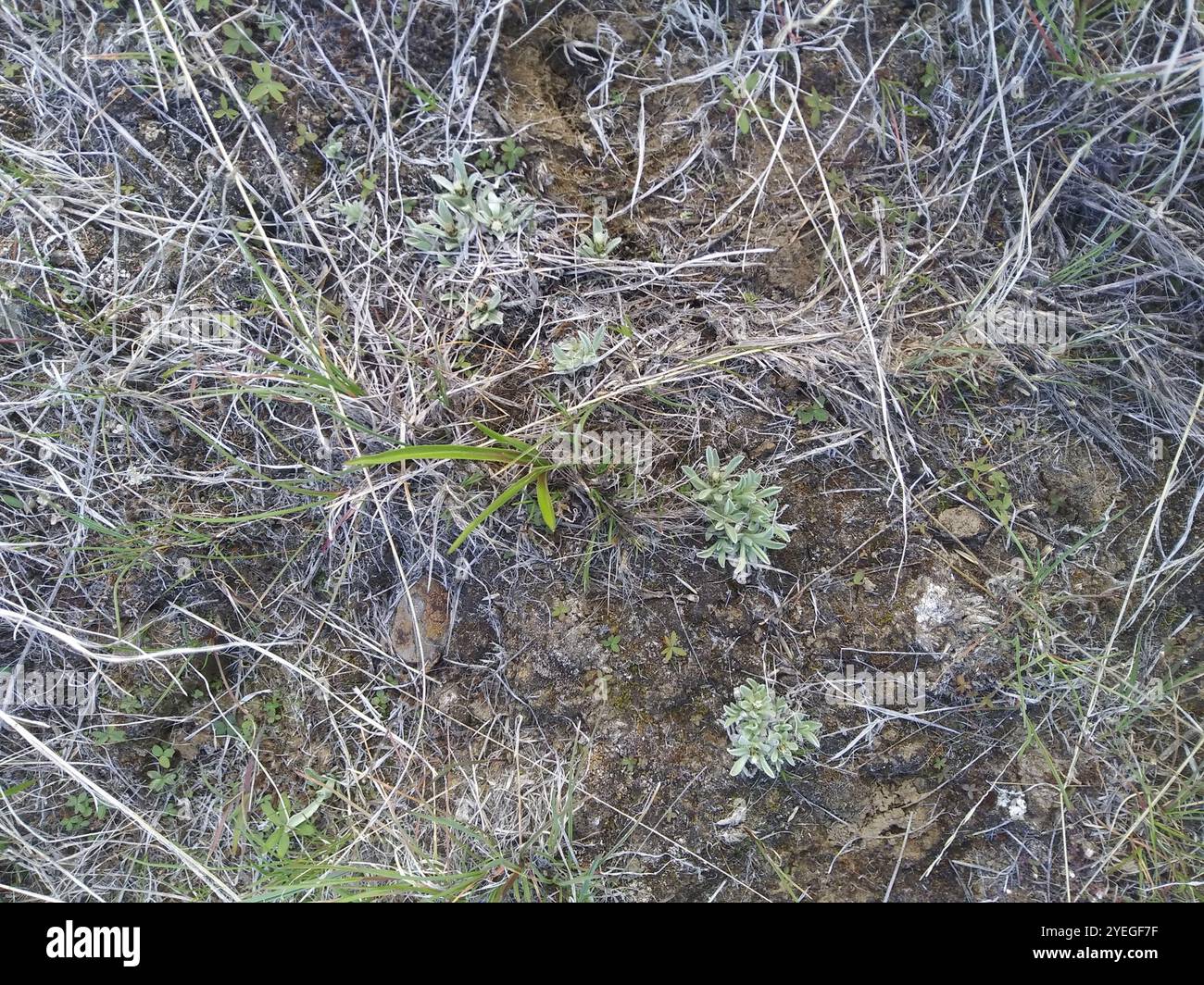Low Pussytoes (Antennaria dimorpha Stock Photo - Alamy