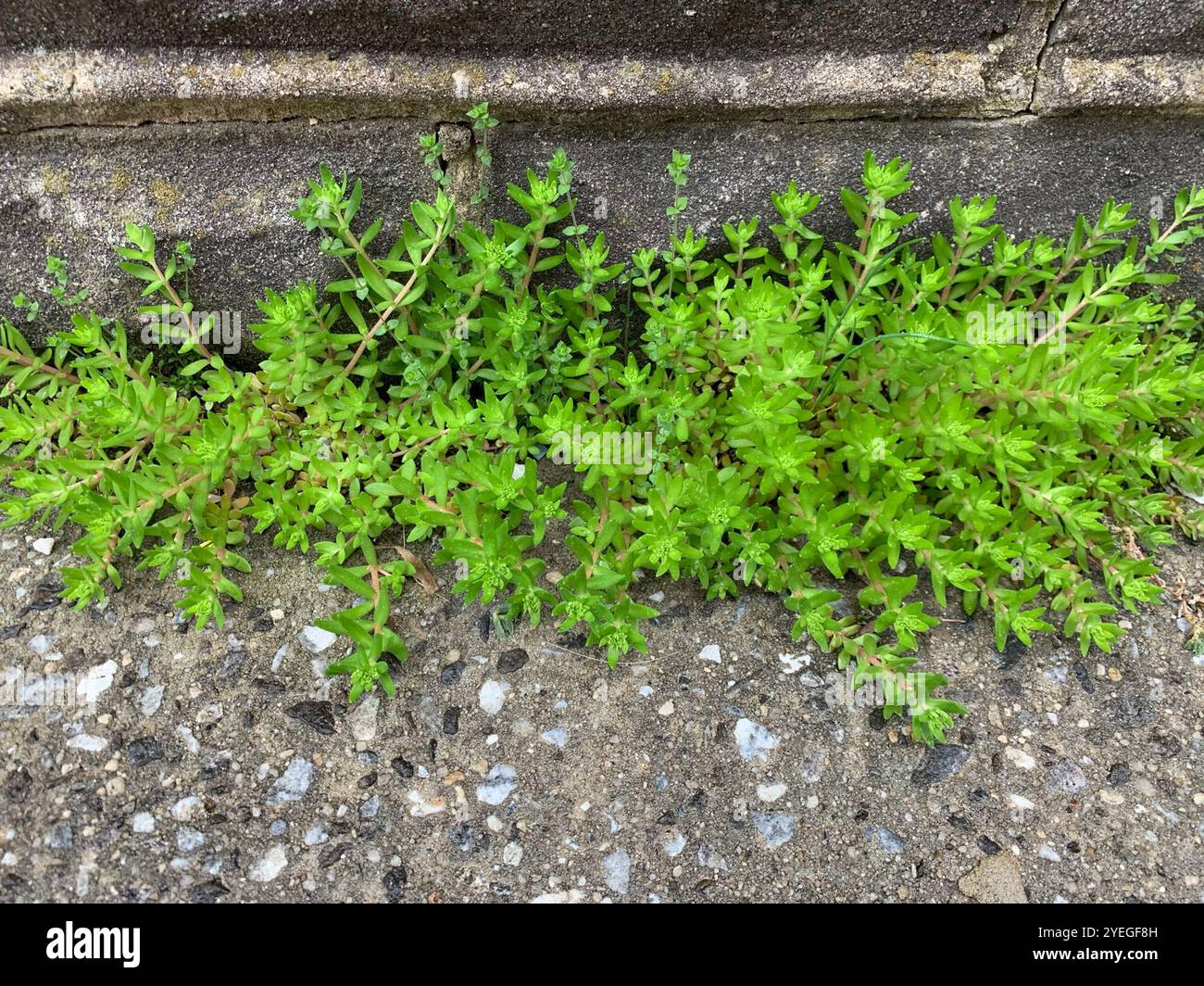 Stringy Stonecrop (Sedum sarmentosum Stock Photo - Alamy