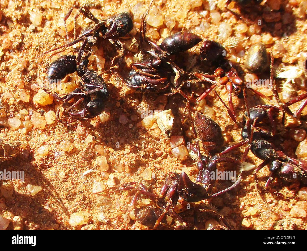 African stink ant (Paltothyreus tarsatus Stock Photo - Alamy
