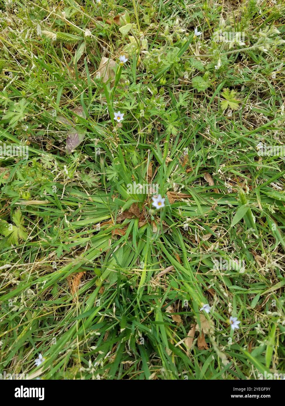 Pigroot hi-res stock photography and images - Alamy