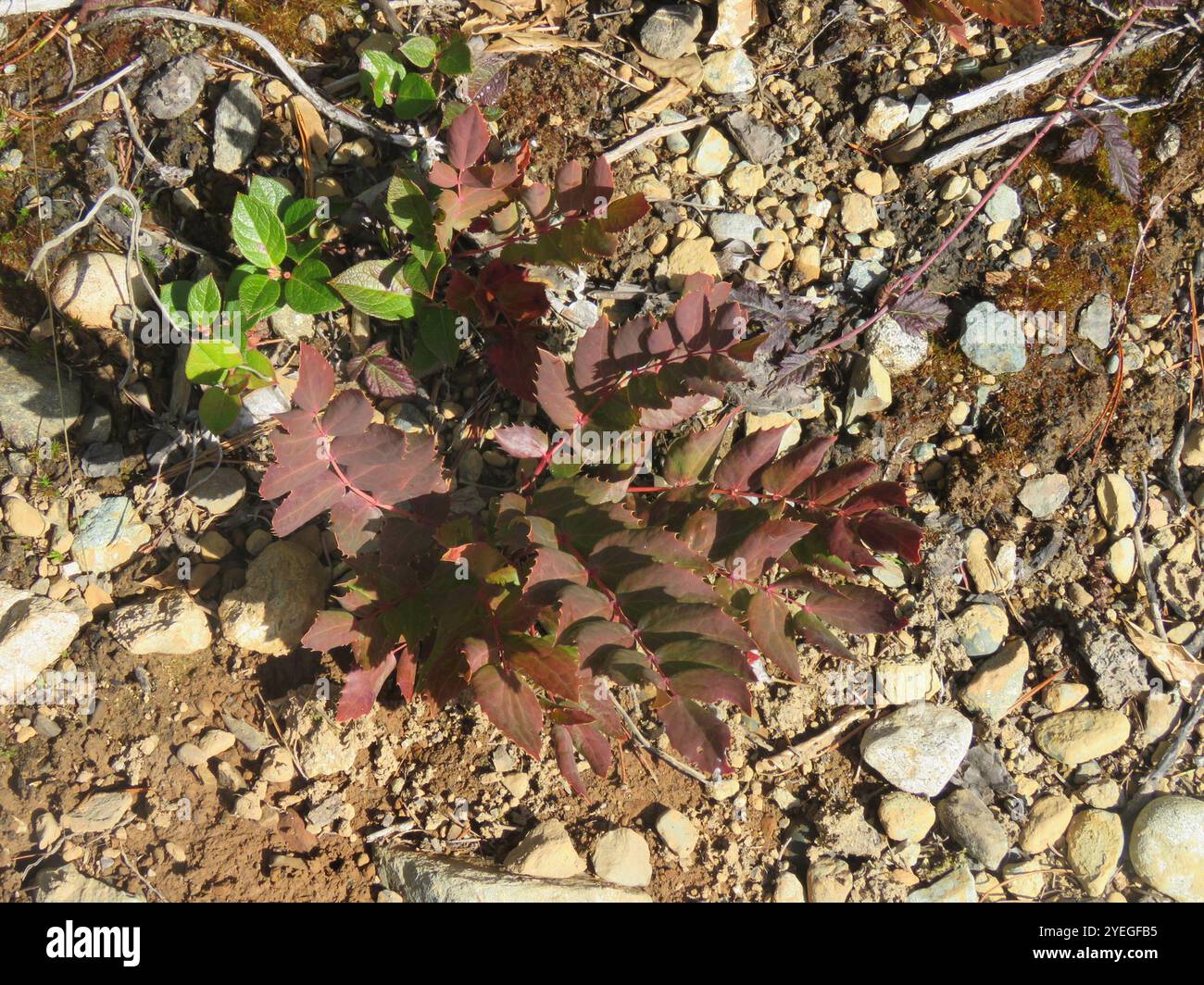 Cascade Oregon-grape (Berberis nervosa Stock Photo - Alamy