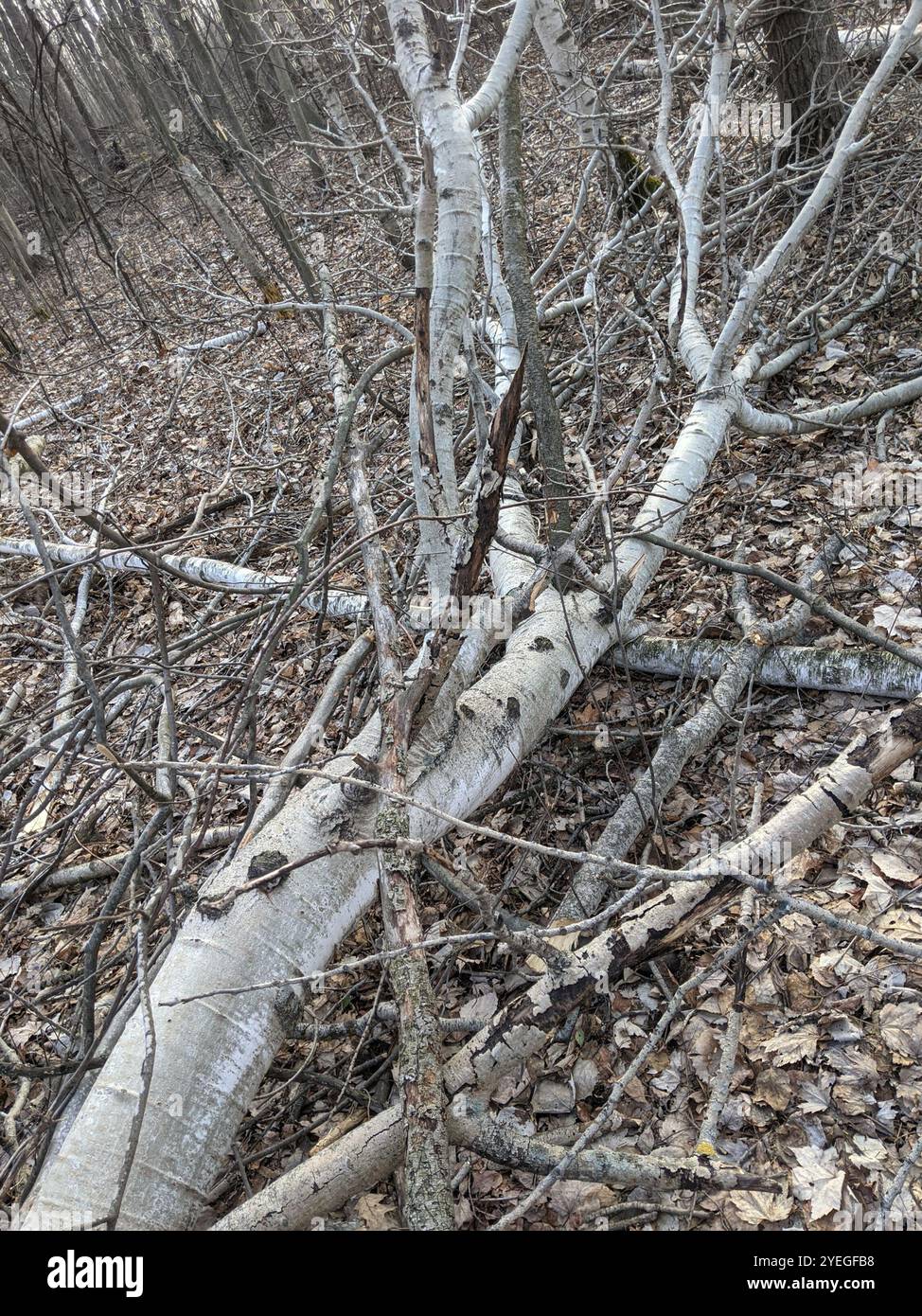 bigtooth aspen (Populus grandidentata Stock Photo - Alamy