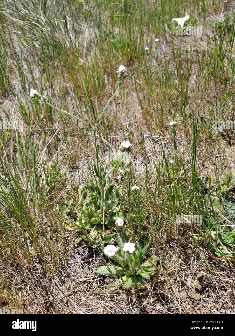 Rusty Popcornflower (Plagiobothrys nothofulvus Stock Photo - Alamy