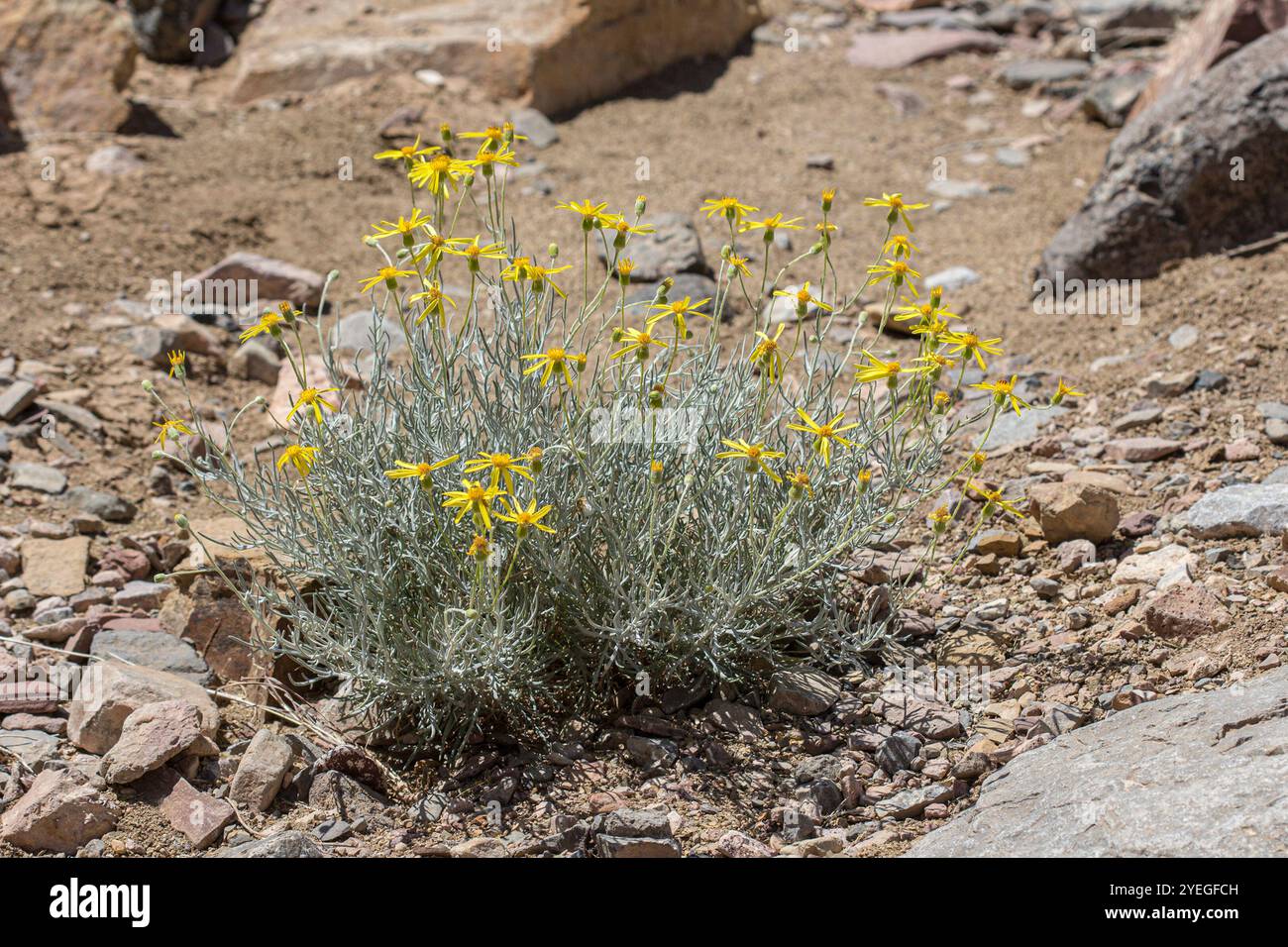 Flaccidus hi-res stock photography and images - Alamy