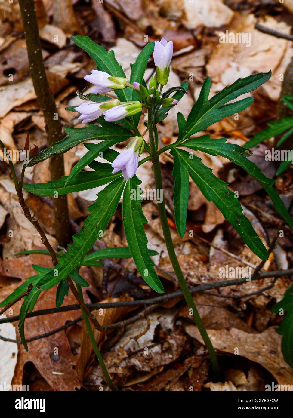 cut-leaved toothwort (Cardamine concatenata Stock Photo - Alamy
