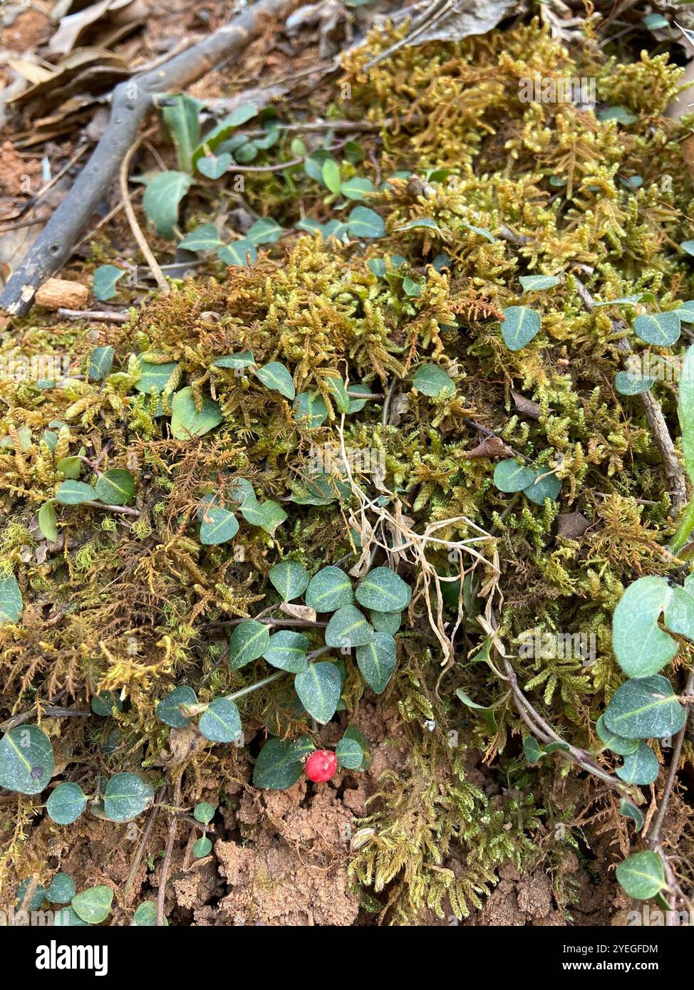 partridgeberry (Mitchella repens Stock Photo - Alamy