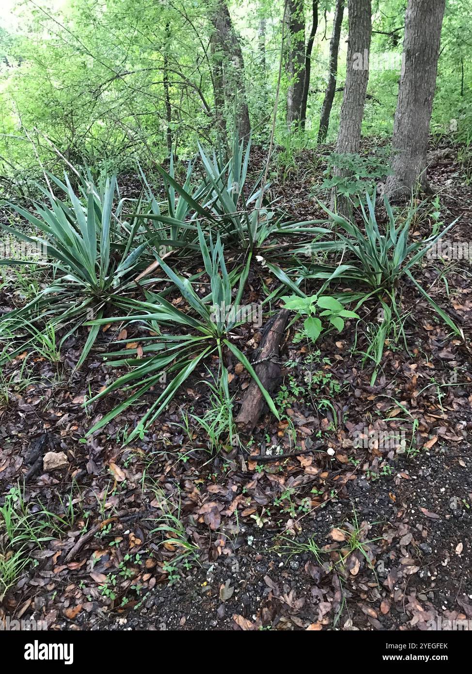 Twisted-leaf Yucca (Yucca rupicola Stock Photo - Alamy