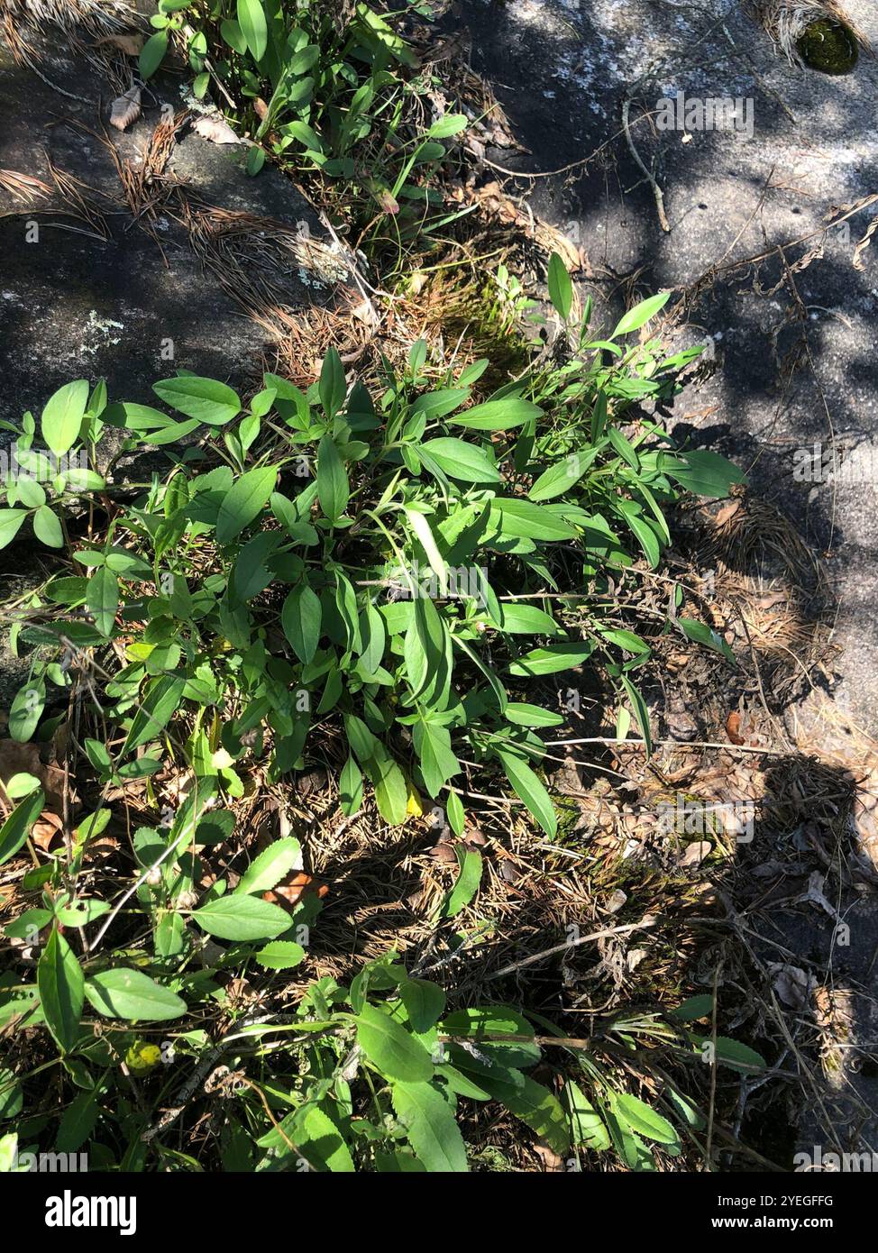 Star Tickseed (Coreopsis pubescens Stock Photo - Alamy