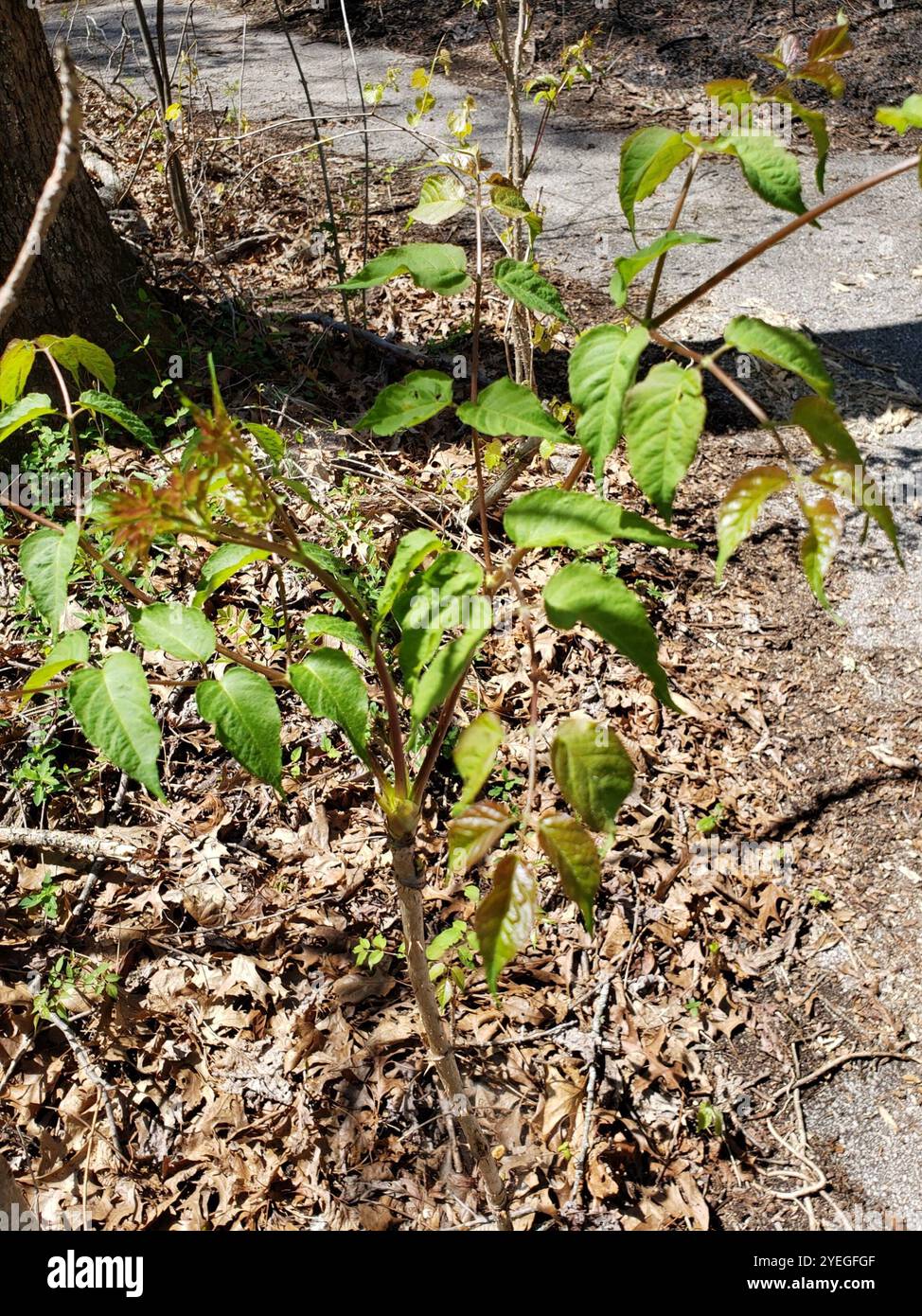 devil's walkingstick (Aralia spinosa Stock Photo - Alamy