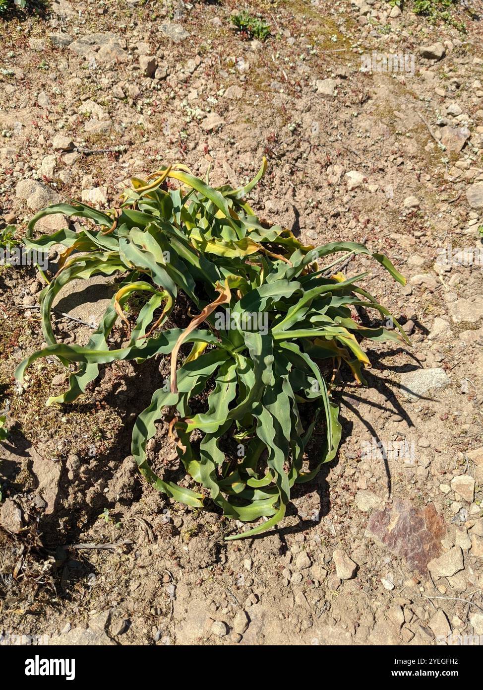 wavy-leafed soap plant (Chlorogalum pomeridianum Stock Photo - Alamy