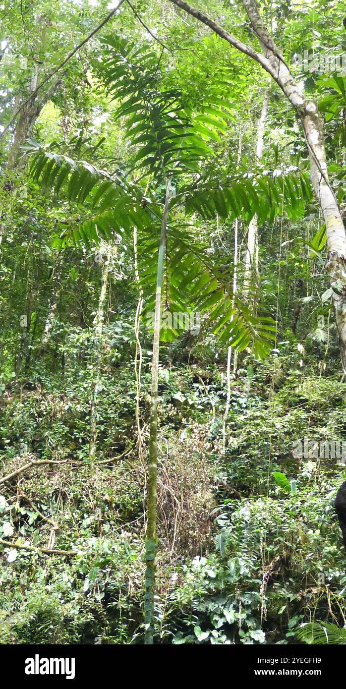 Socratea exorrhiza hi-res stock photography and images - Alamy