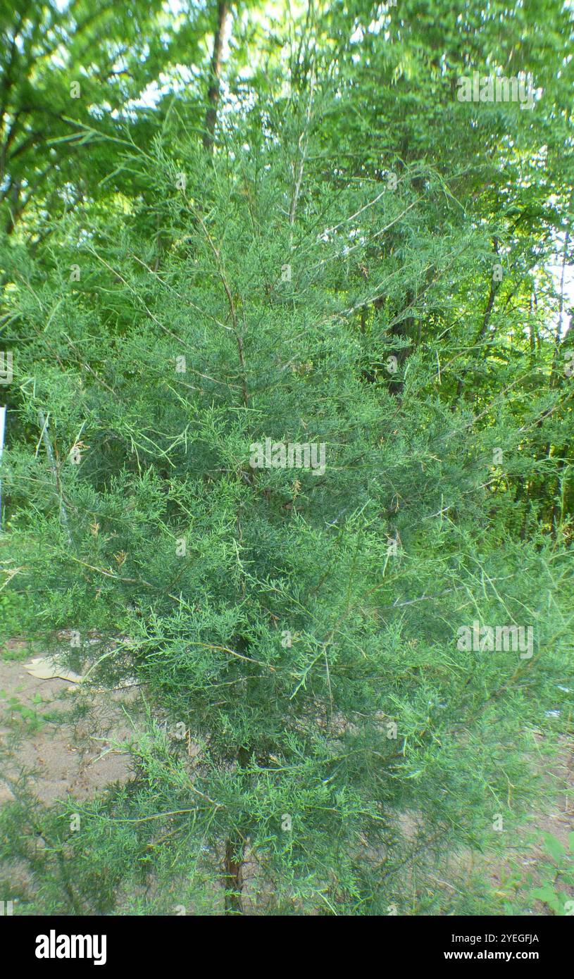 eastern redcedar (Juniperus virginiana Stock Photo - Alamy