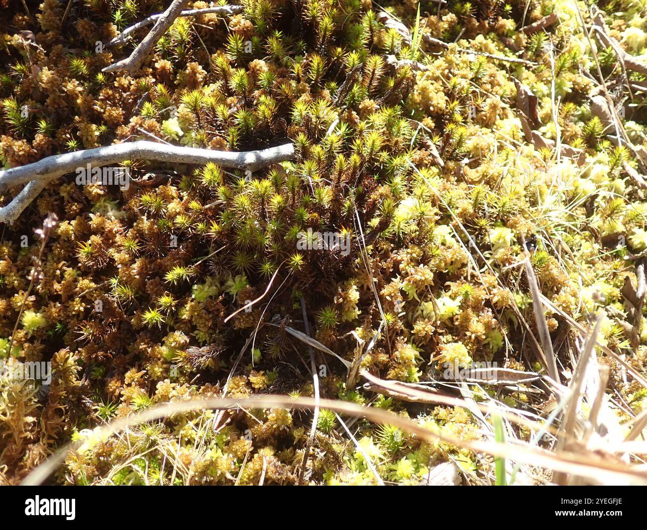 Common Haircap Moss (Polytrichum commune Stock Photo - Alamy