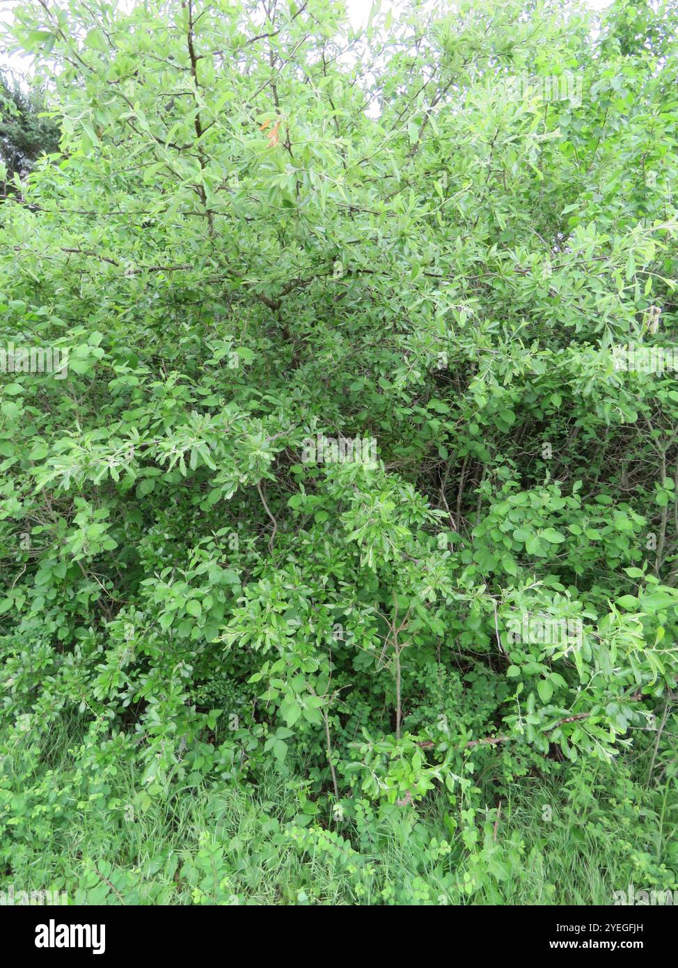 Bumelia hi-res stock photography and images - Alamy