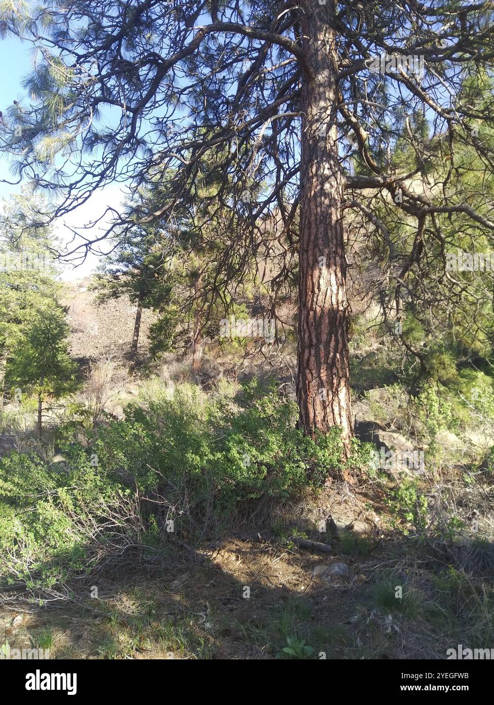 Ponderosa Pine (Pinus ponderosa Stock Photo - Alamy